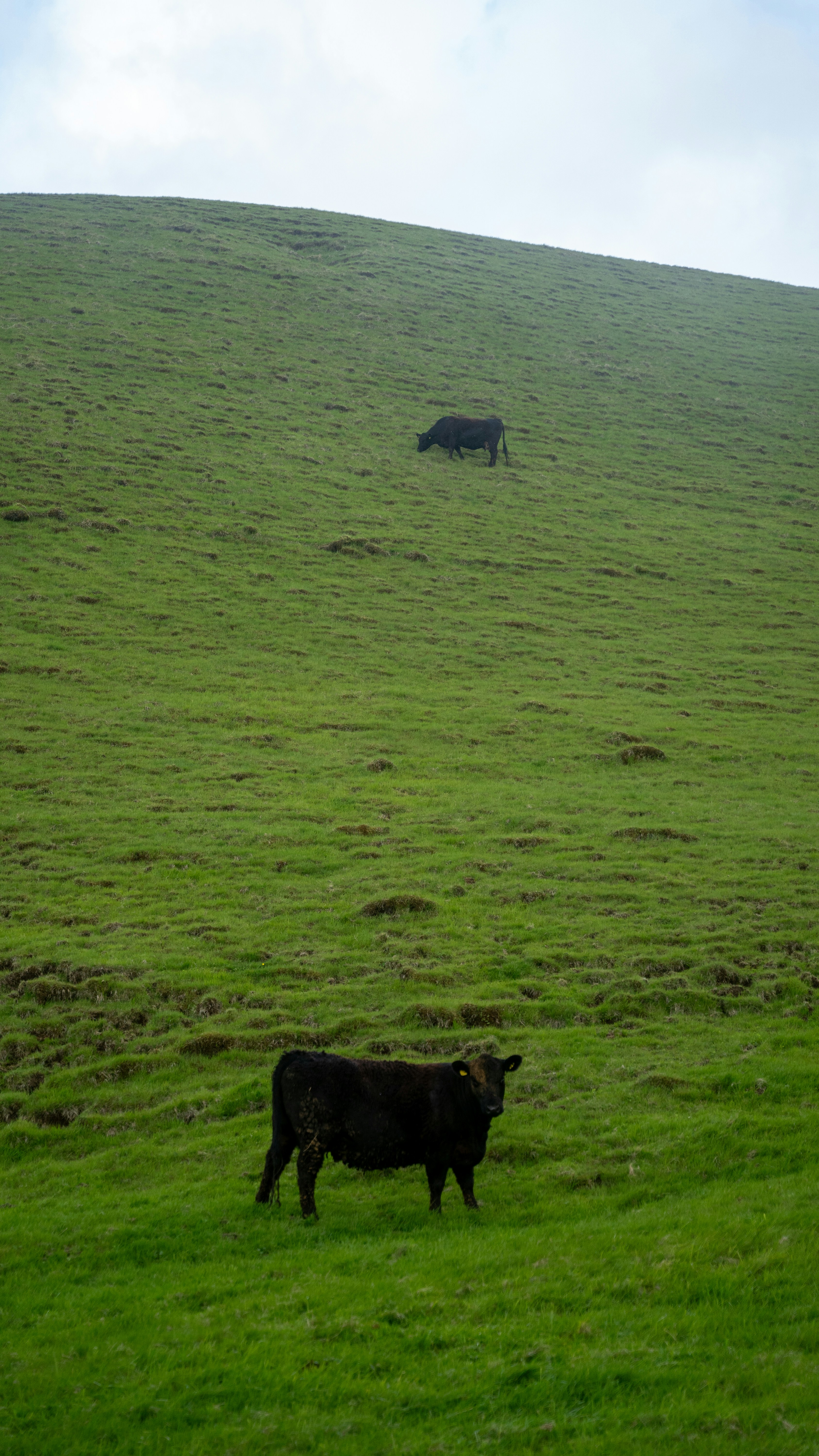 Verdant Vigil: Two cows grazing on a quiet, sloped meadow