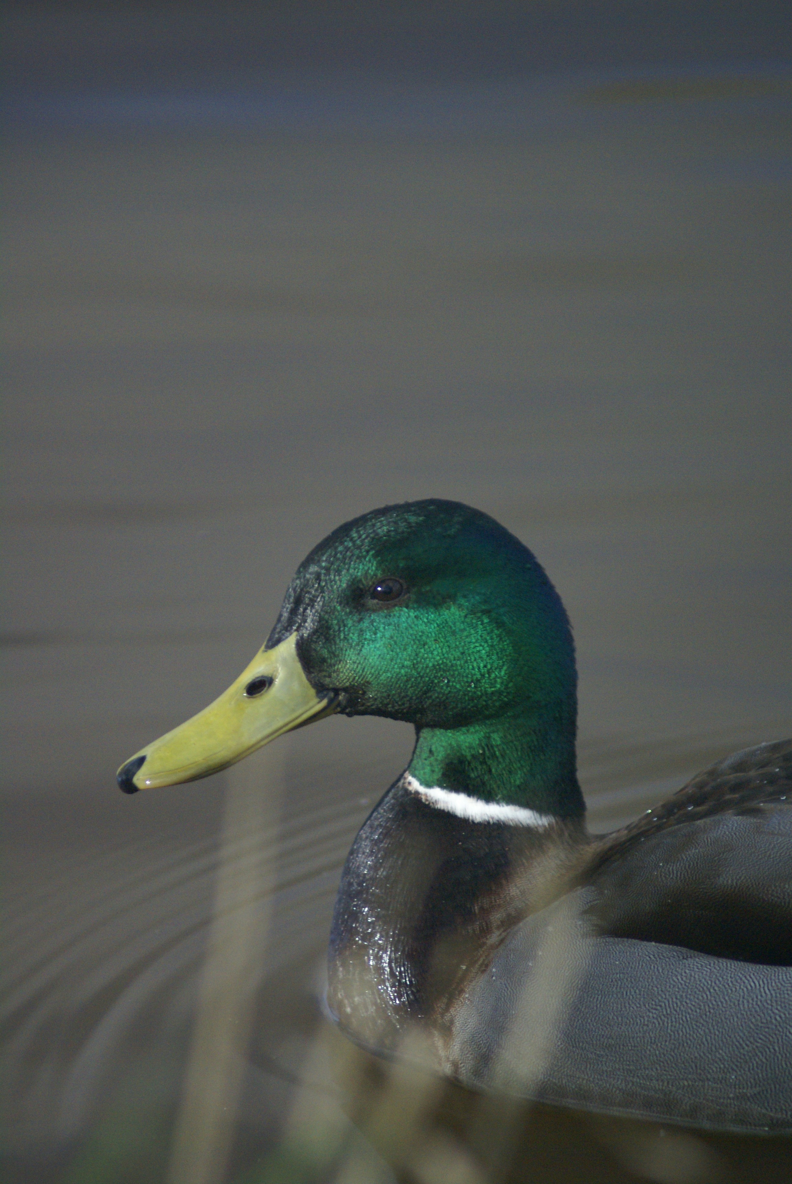Green-Headed Drifter: A Mallard's Portrait in Soft Waterlight