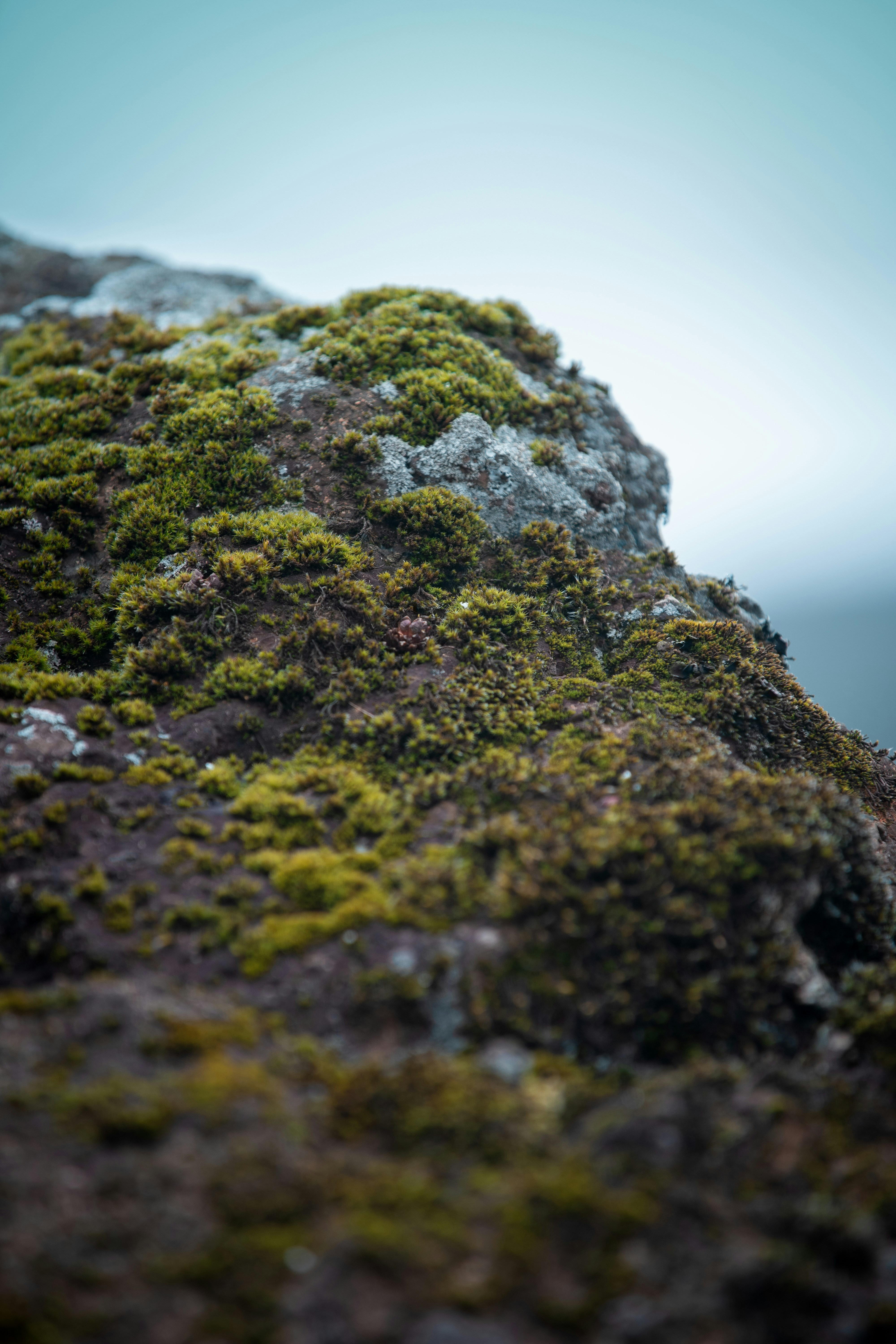 A close up of a rock with moss growing on it photo – Free Yunnan Image ...