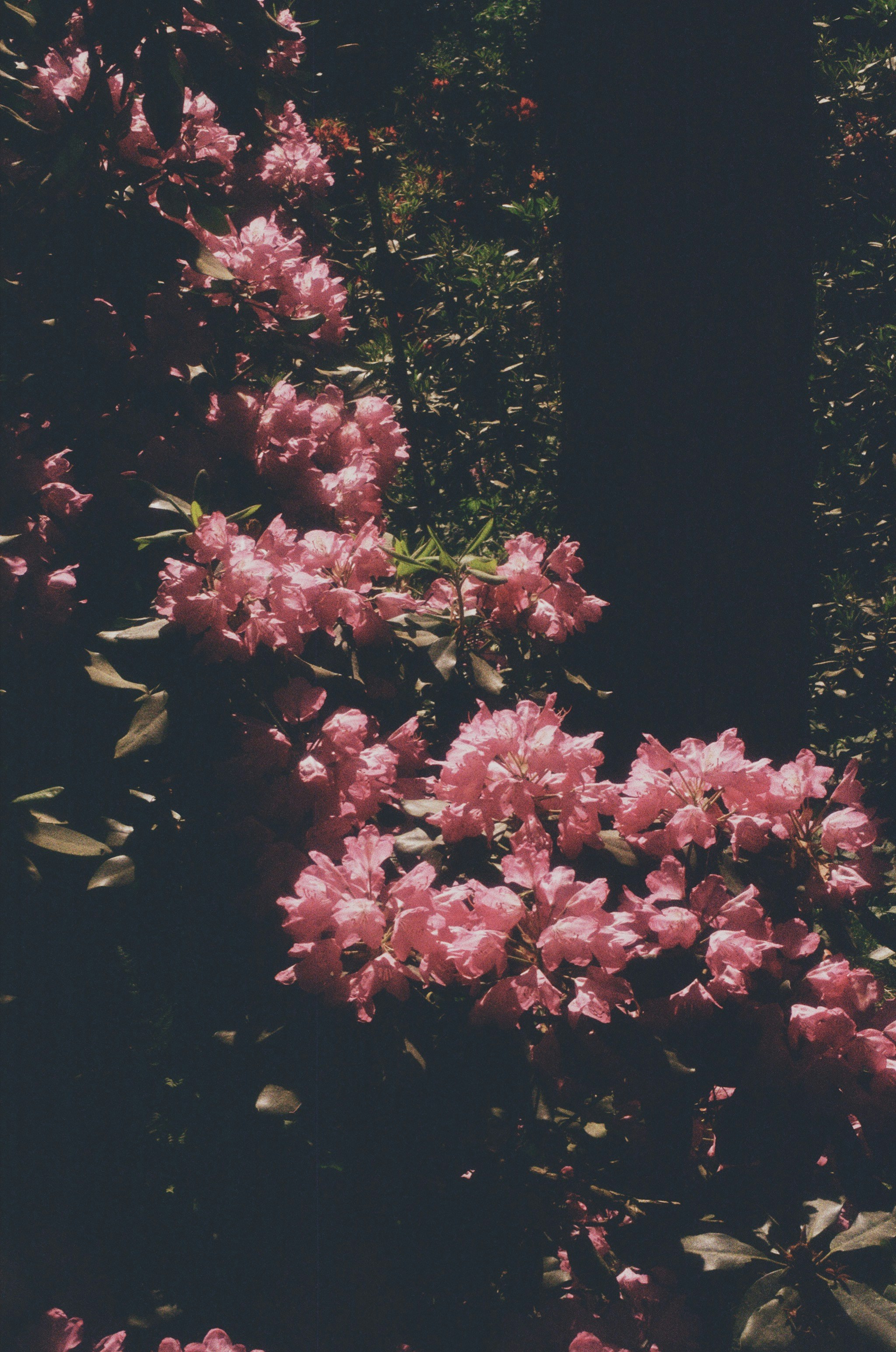Soft pink azalea blossoms cluster in the foreground, set against a moody, shadowed backdrop created by a dark trunk and surrounding foliage.