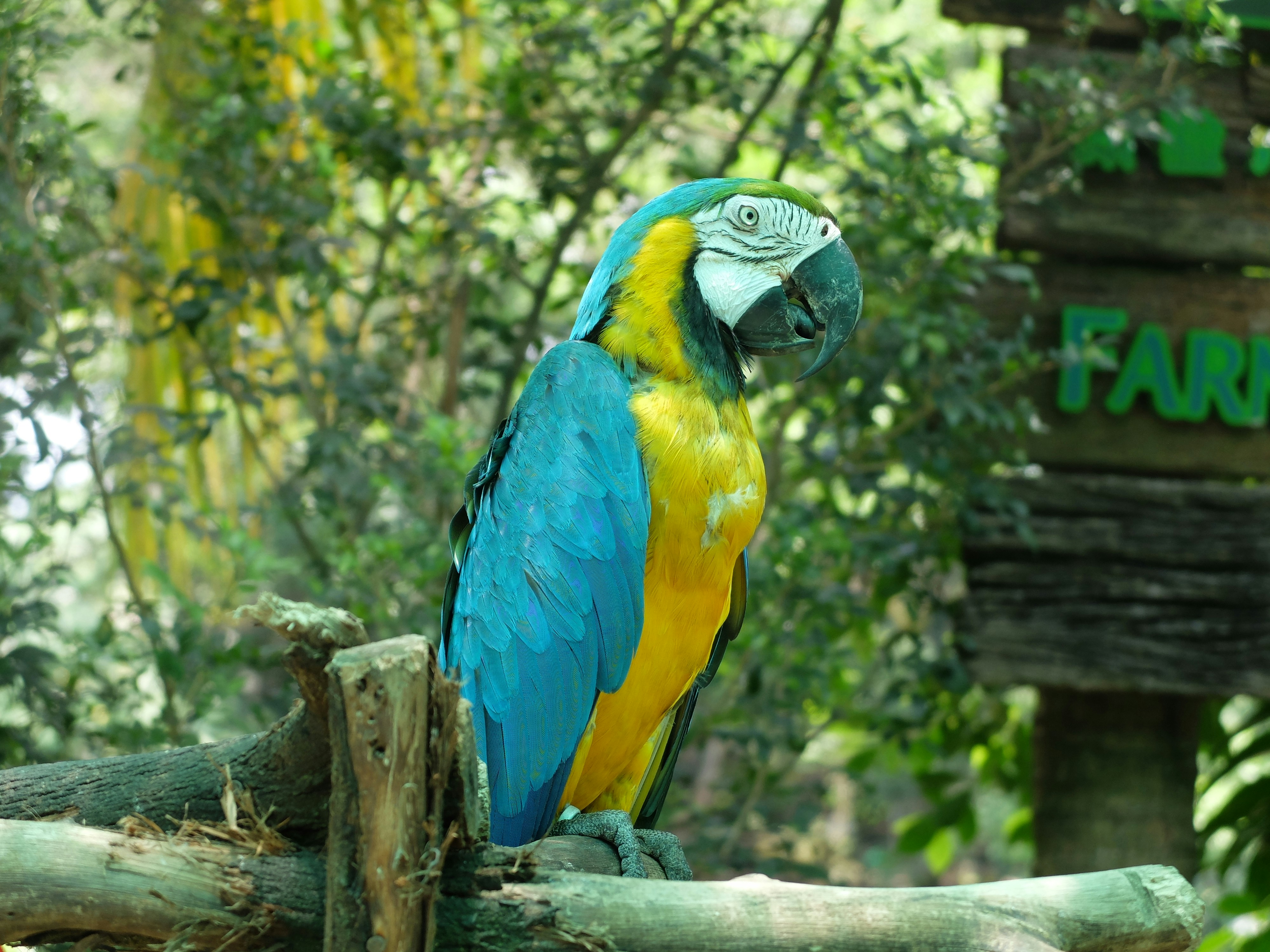 Colorful blue-and-yellow macaw perched on a weathered branch amid a lush, leafy zoo enclosure.