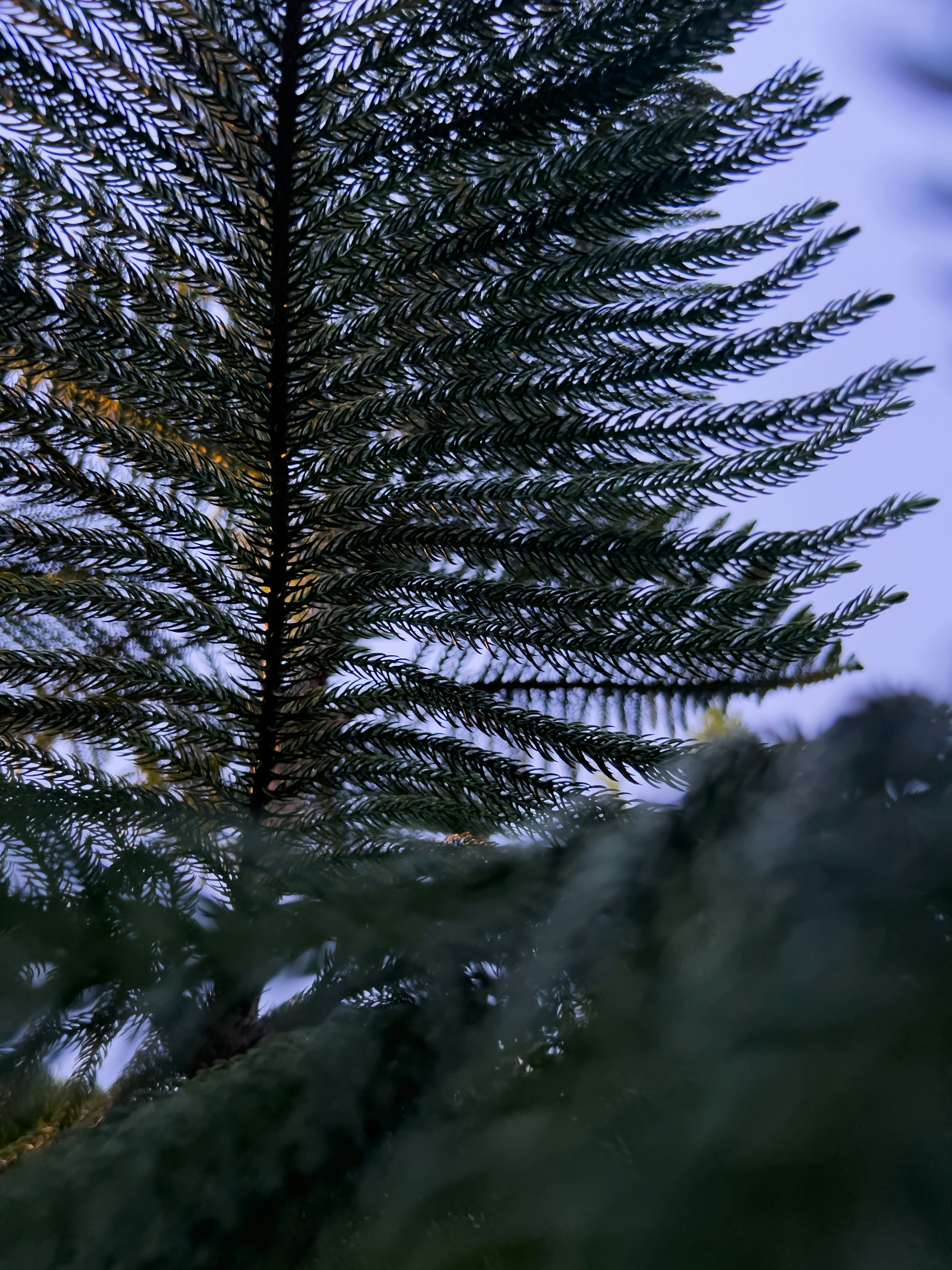 Dusky Pine Fronds: a close-up study of a fir against twilight