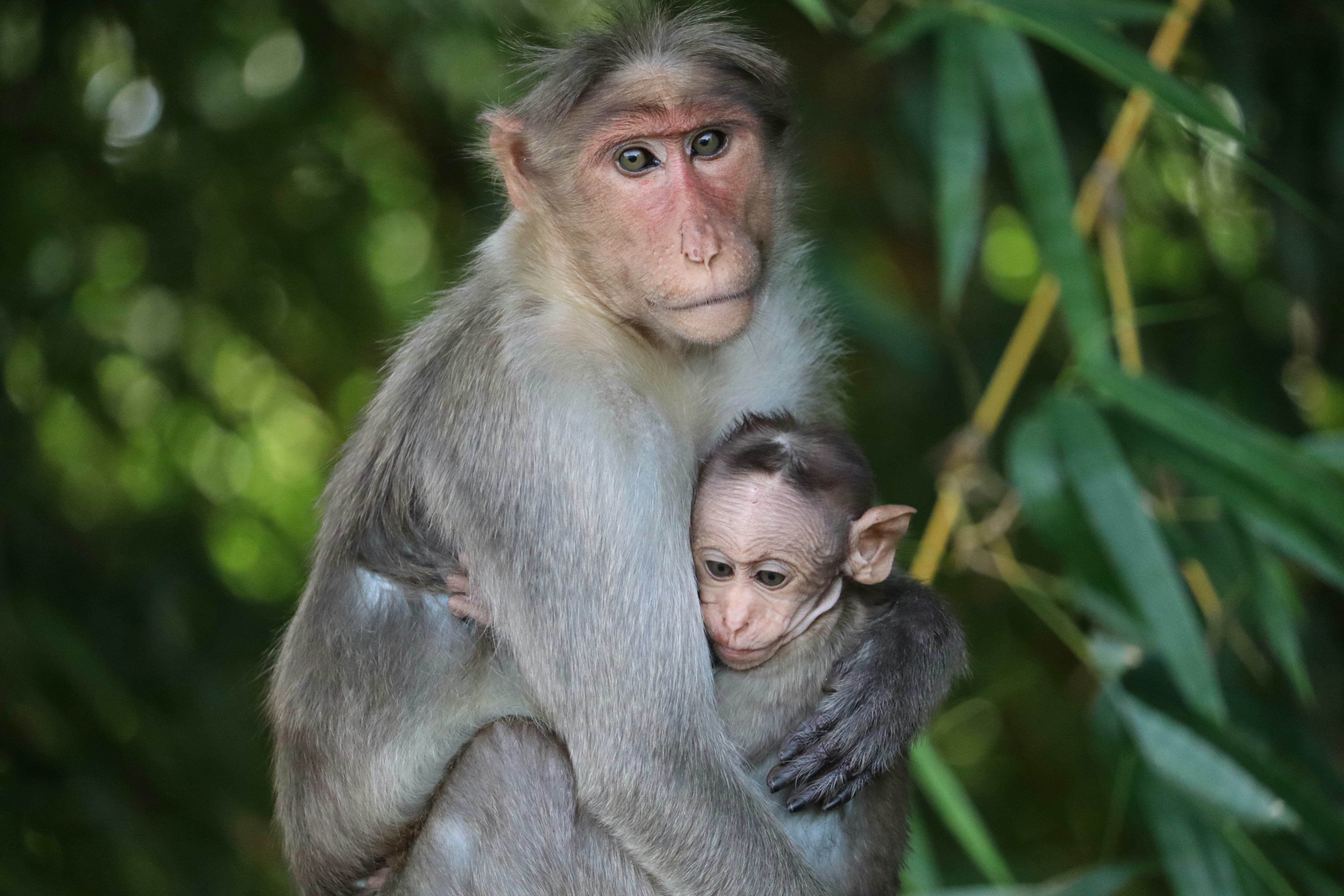 A mother and baby monkey sitting in a tree photo – Free Monkey Image on ...