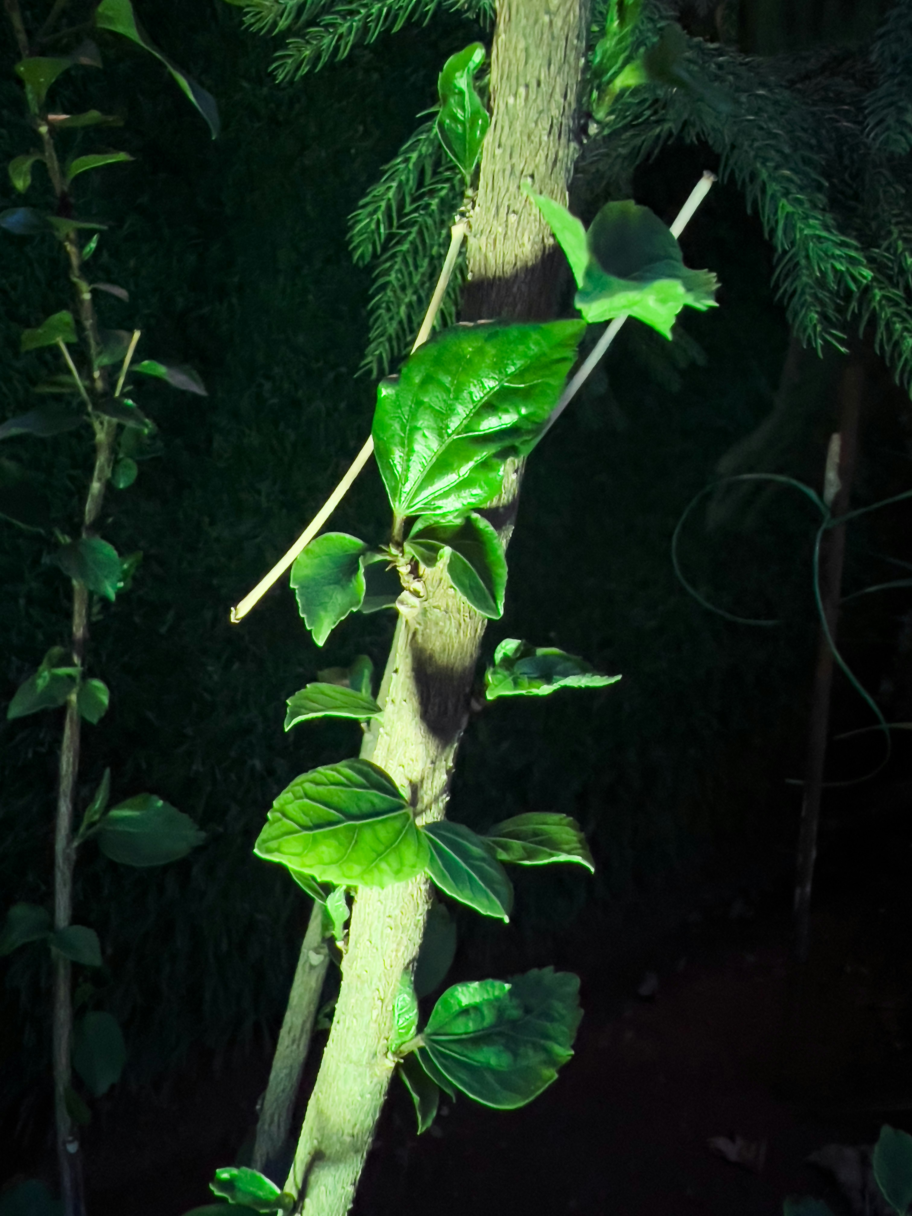 Vine-Wrapped Trunk Illuminated by Night Glow