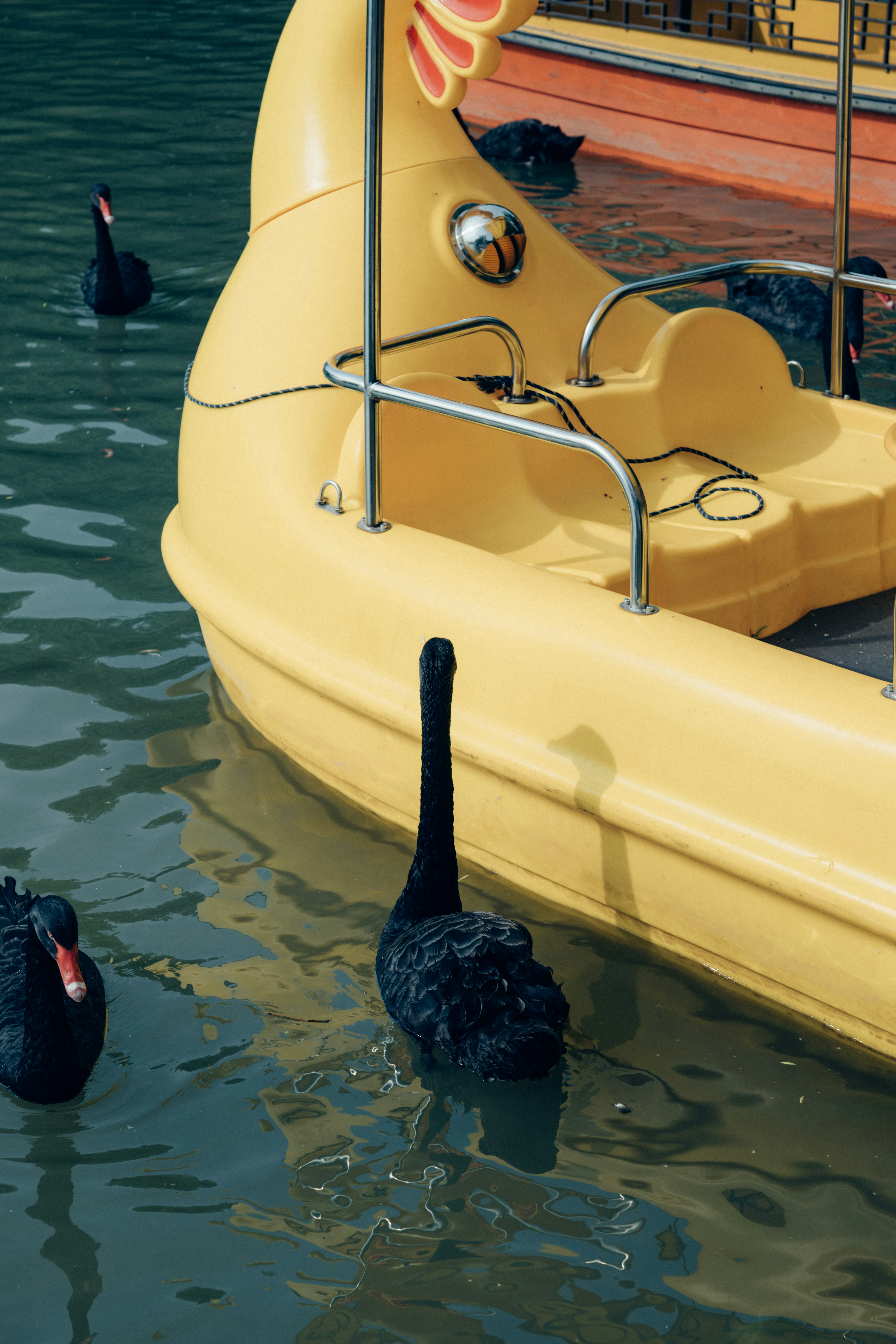 Turquoise Water, a Bright Yellow Pedal Boat, and a Black Swan in Focus