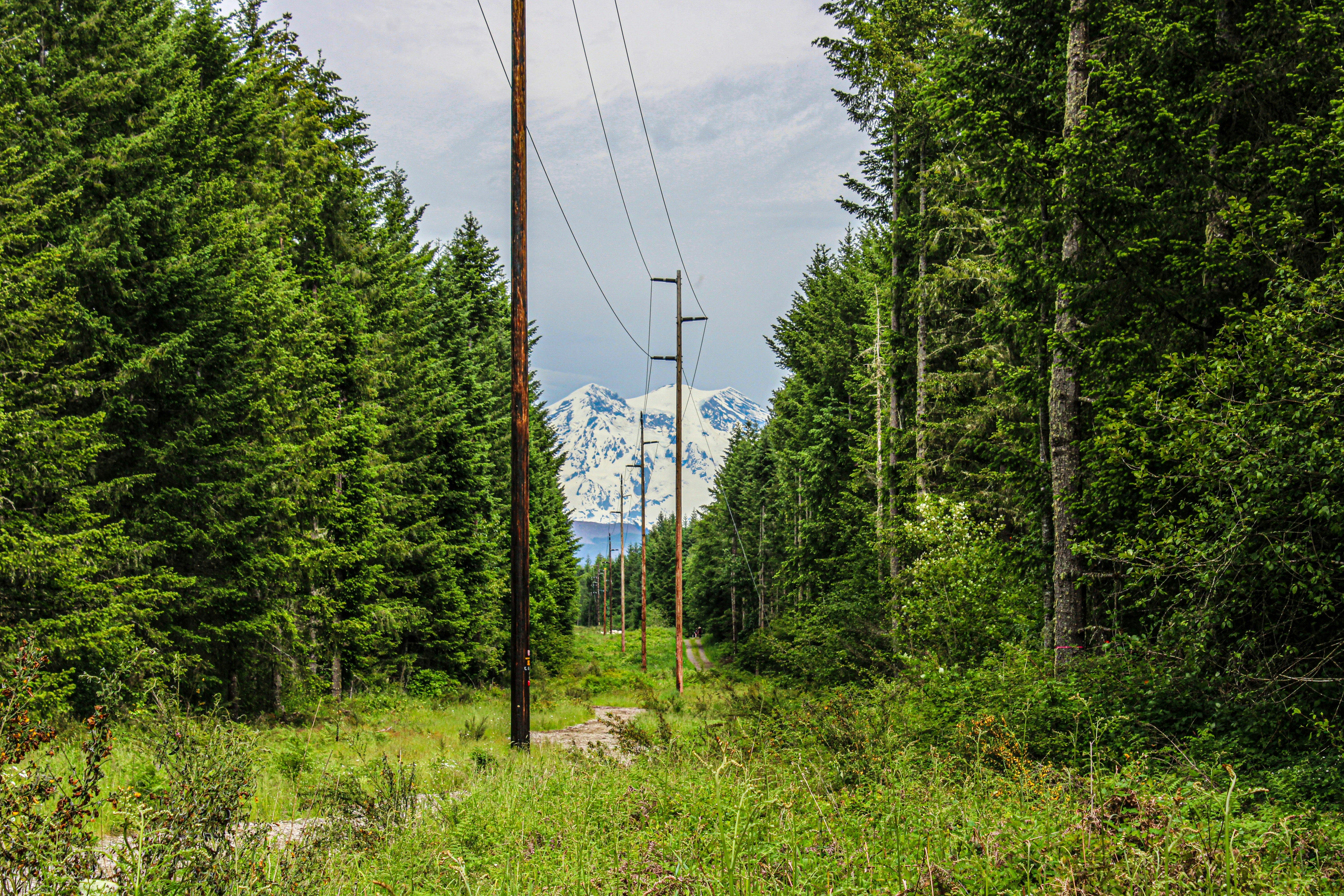 Forest Road to Snow-Capped Peaks
