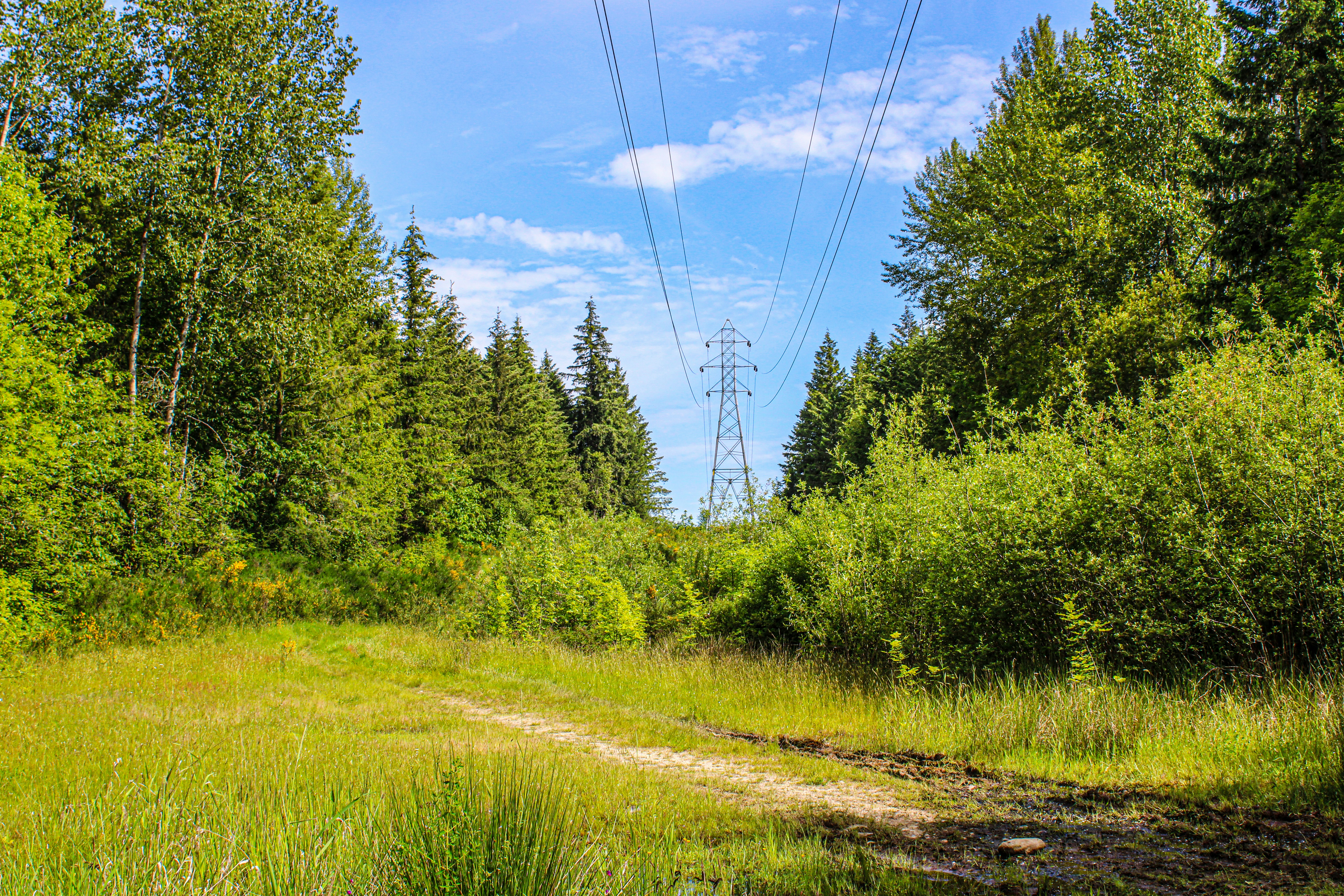 Path Toward the Transmission Horizon: Sunlit Meadow Framed by Distant Power Lines