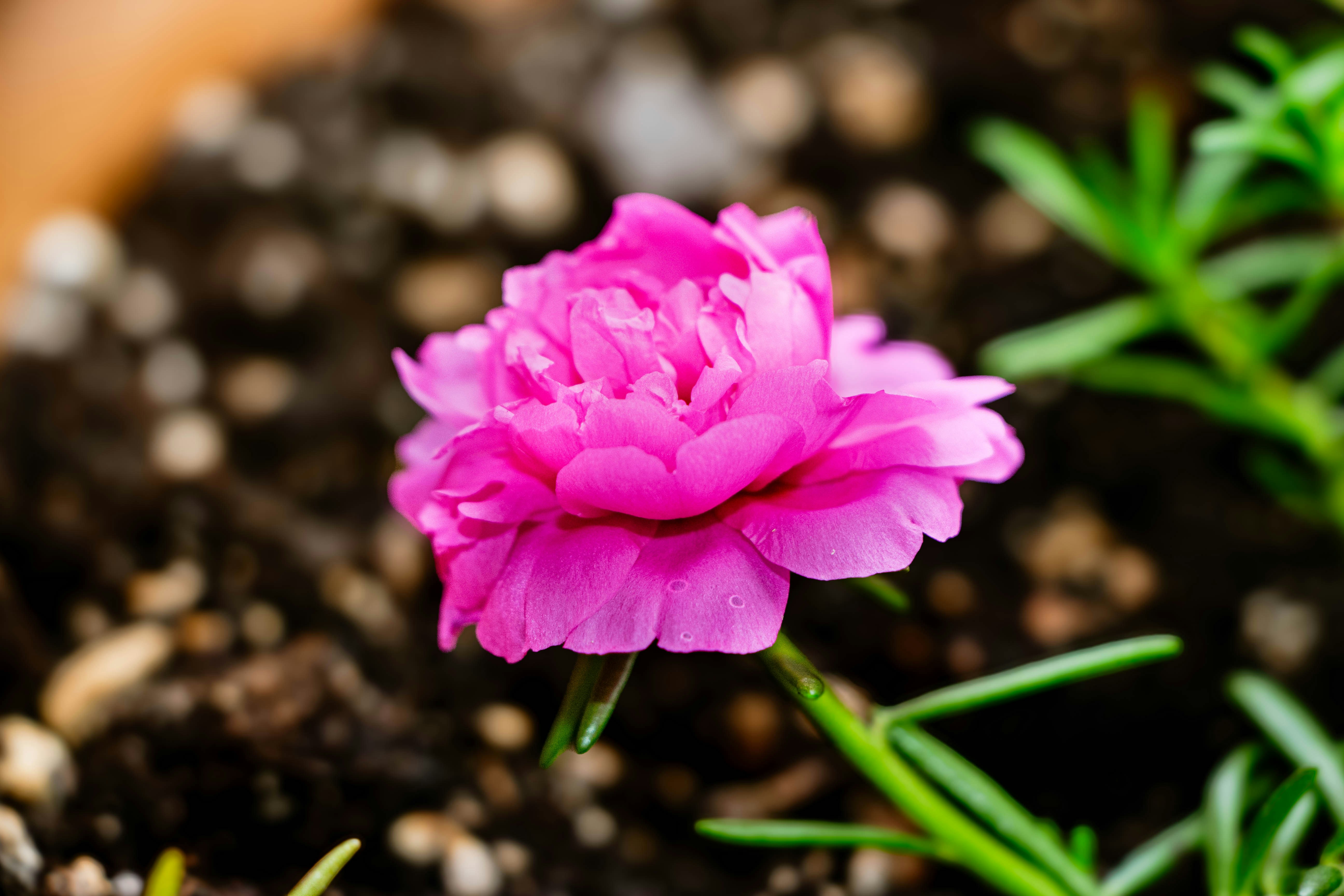 Magenta Petals in Rich Soil: A Close-Up of a Pink Flower