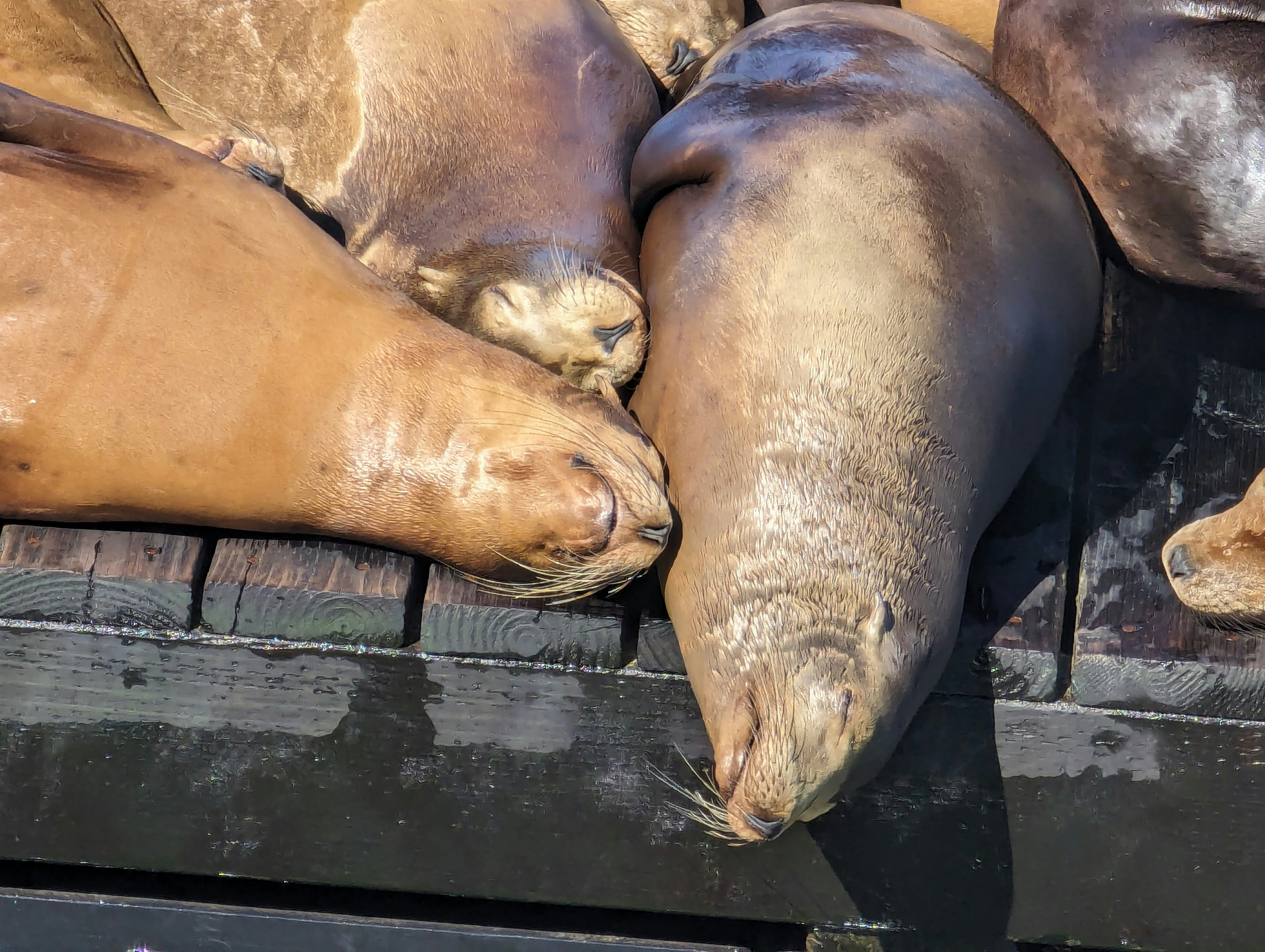 Sunlit Slumber: Sea Lions Lounging on a Weathered Dock