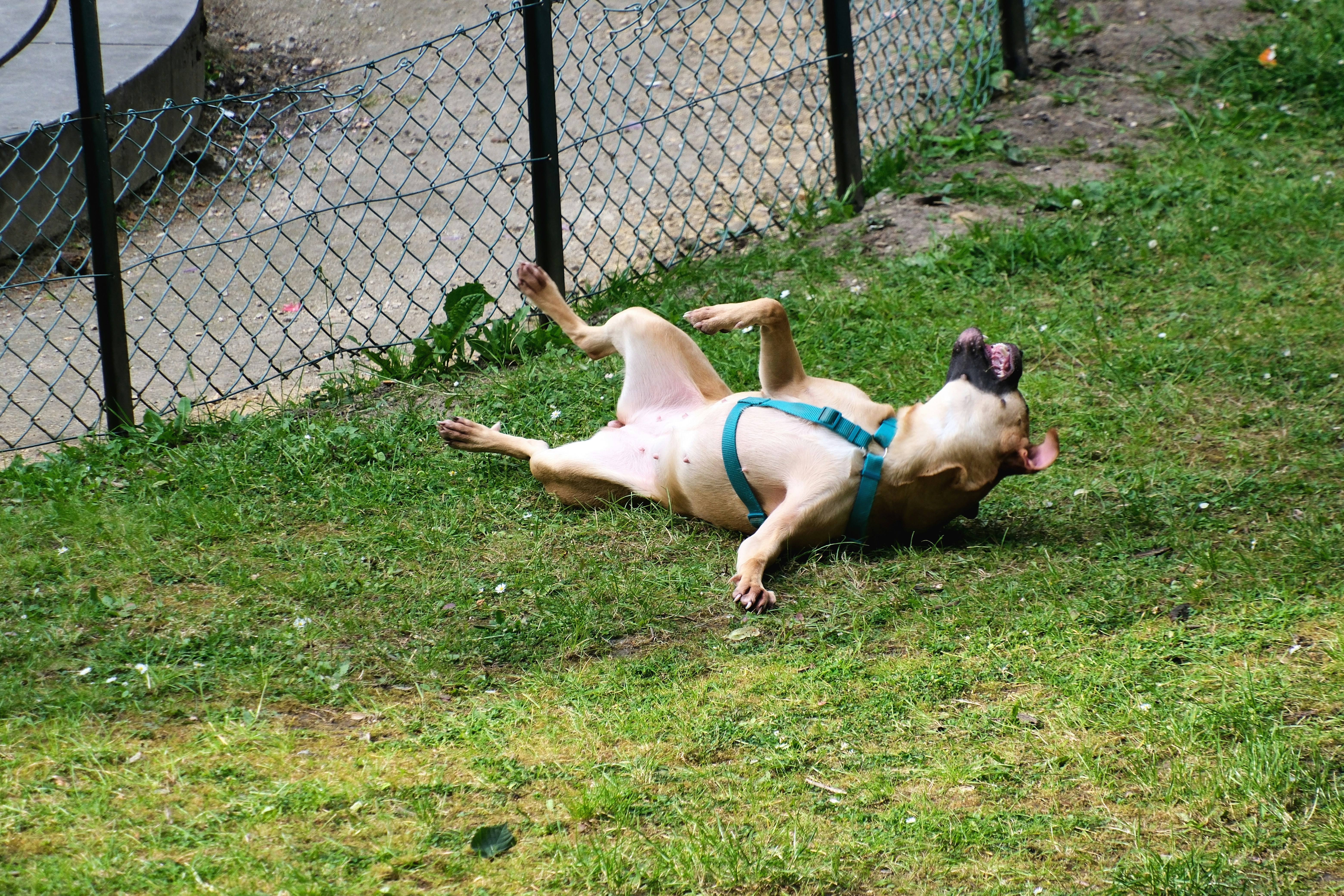 A dog rolling around in the grass near a fence photo – Free Dog Image ...