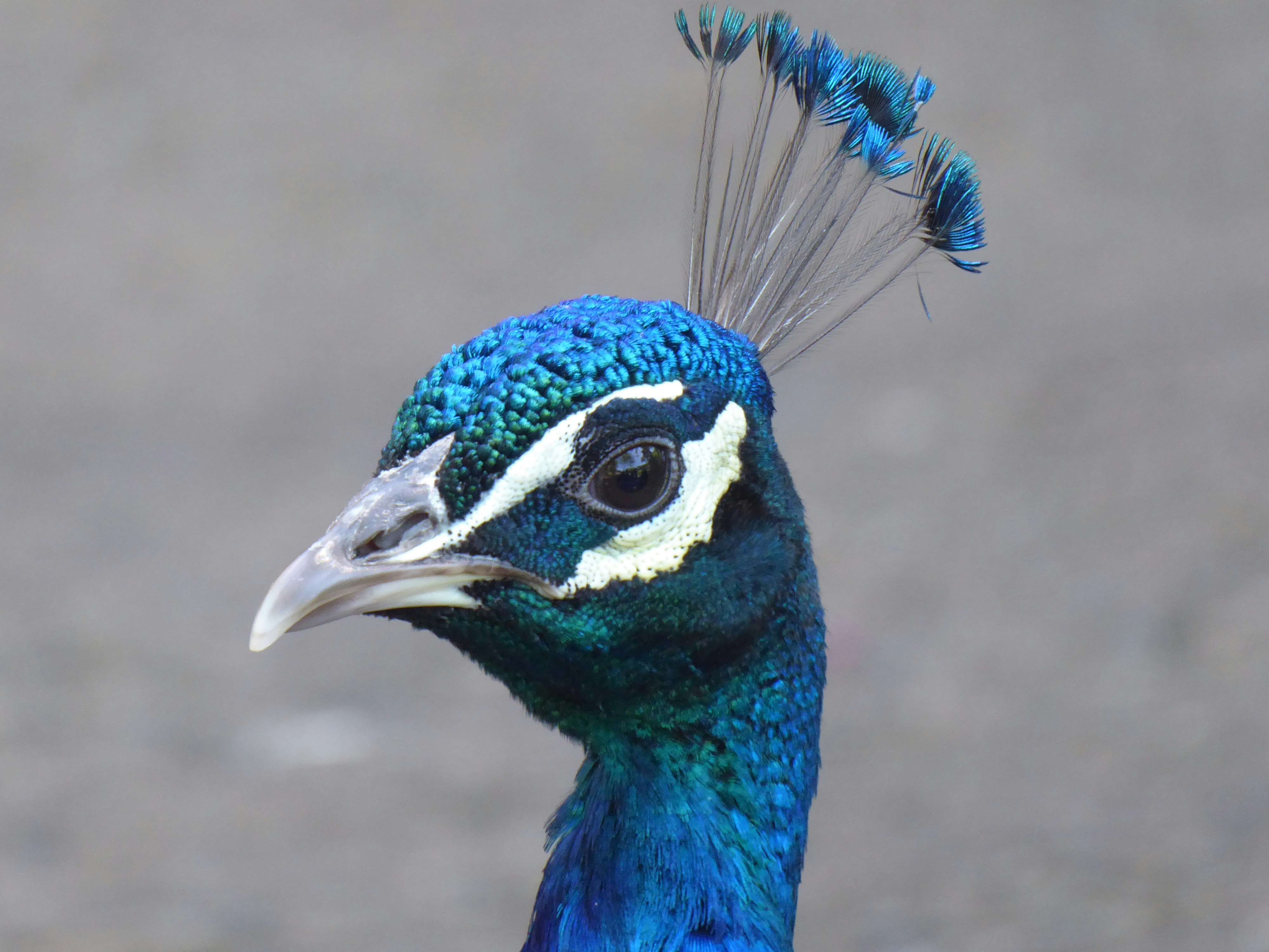 Close-up of a peacock's head and crest, revealing iridescent blue-green plumage and a sharp eye against a softly blurred gray background.