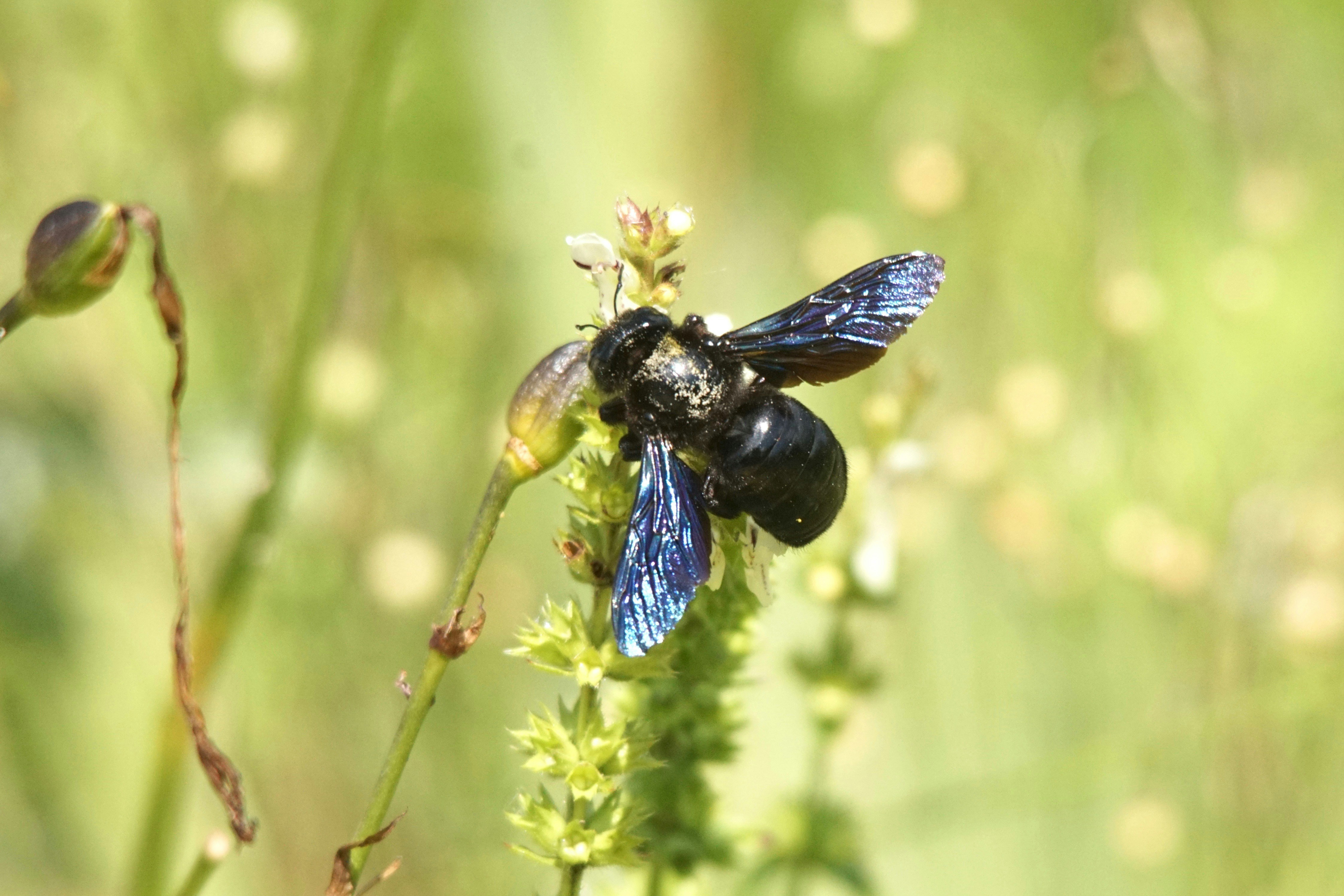 A blue and black insect sitting on top of a green plant photo – Free ...