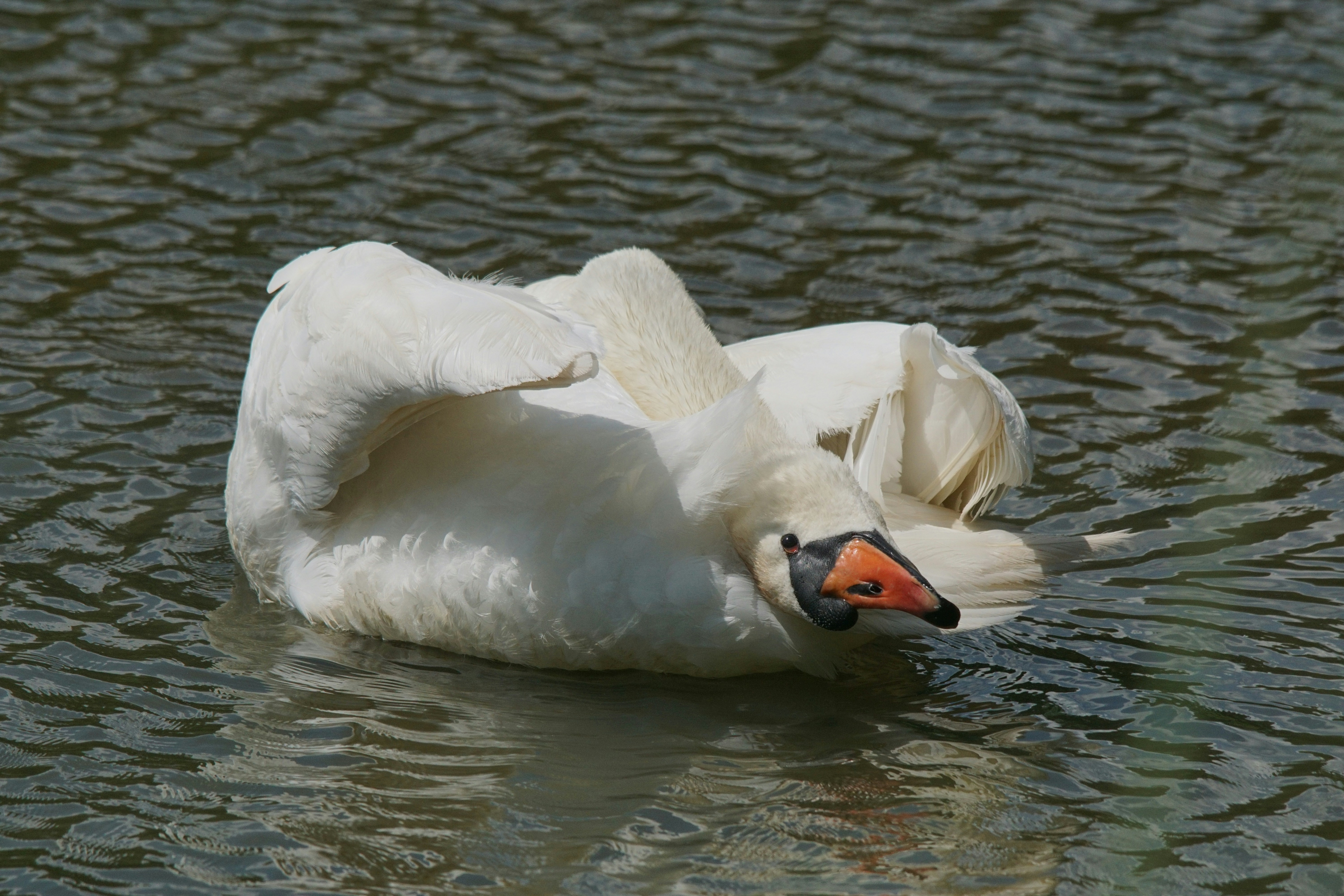 Sunlit Arc: A White Swan Drifts Across Quiet Ripples