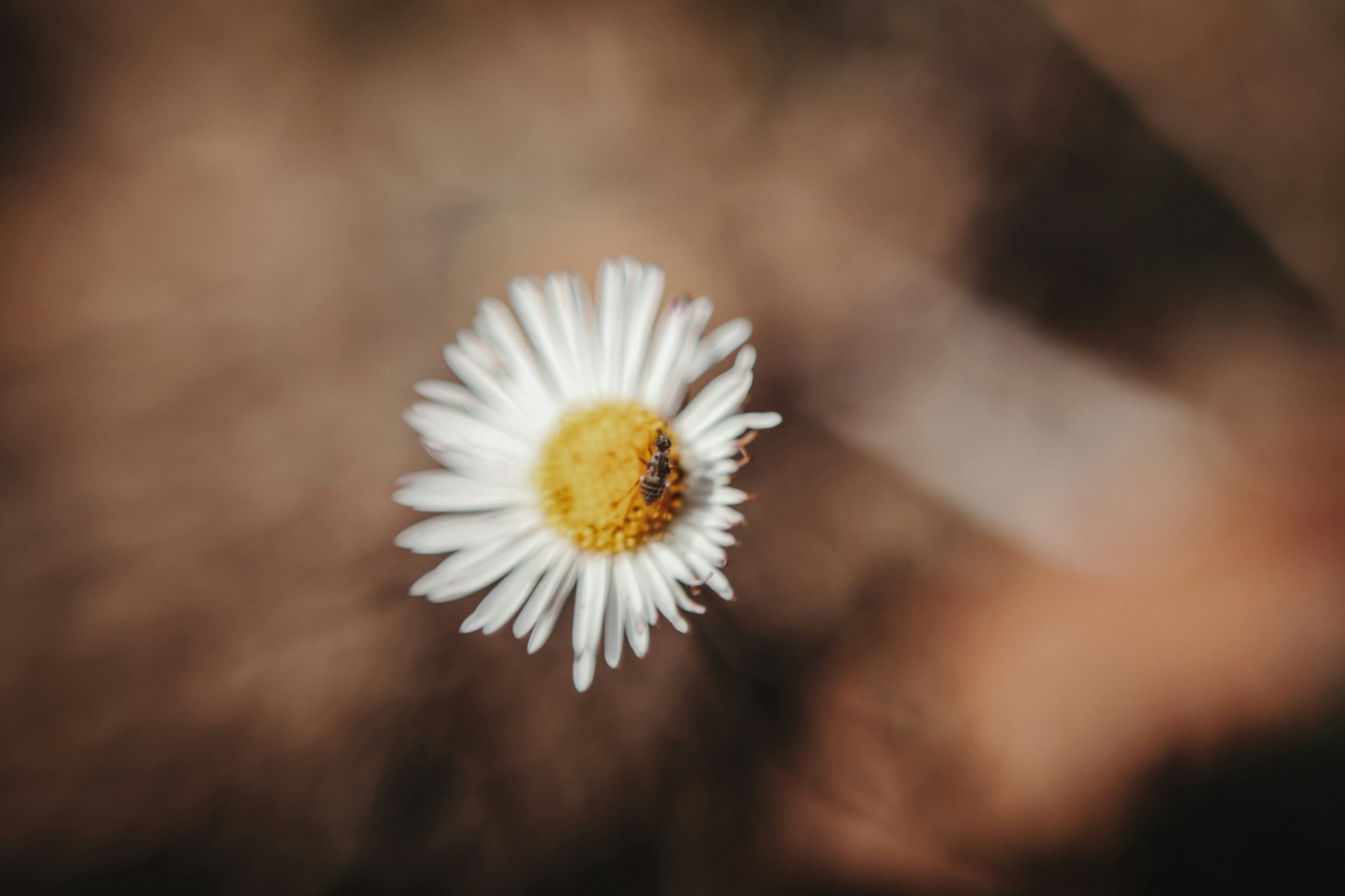 Bee on the Daisy Core: a Quiet Moment in Velvet Blur