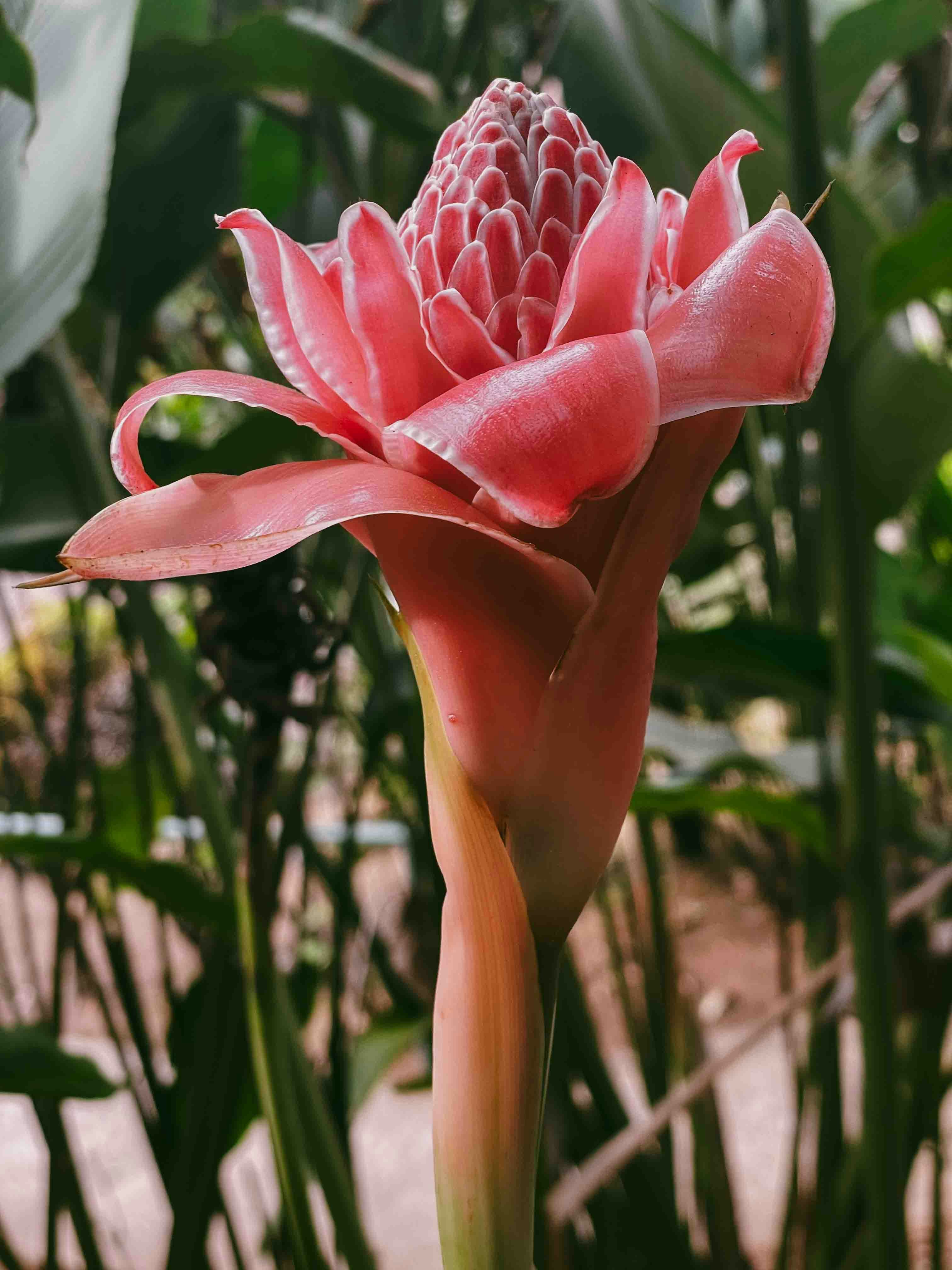 Pink Bromeliad Torch: Close-Up of a Coral Bloom Rising in Dappled Garden Light