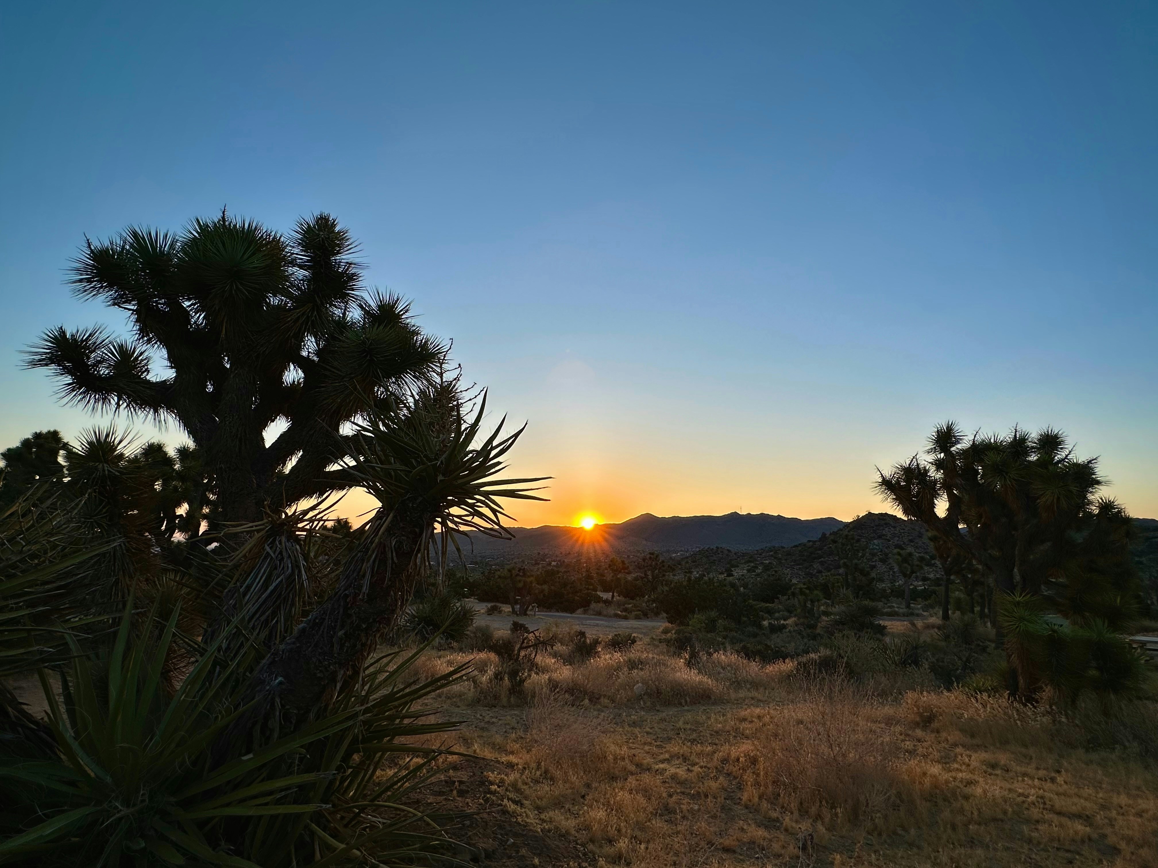 Sunset Ember Over a Joshua Tree Desert