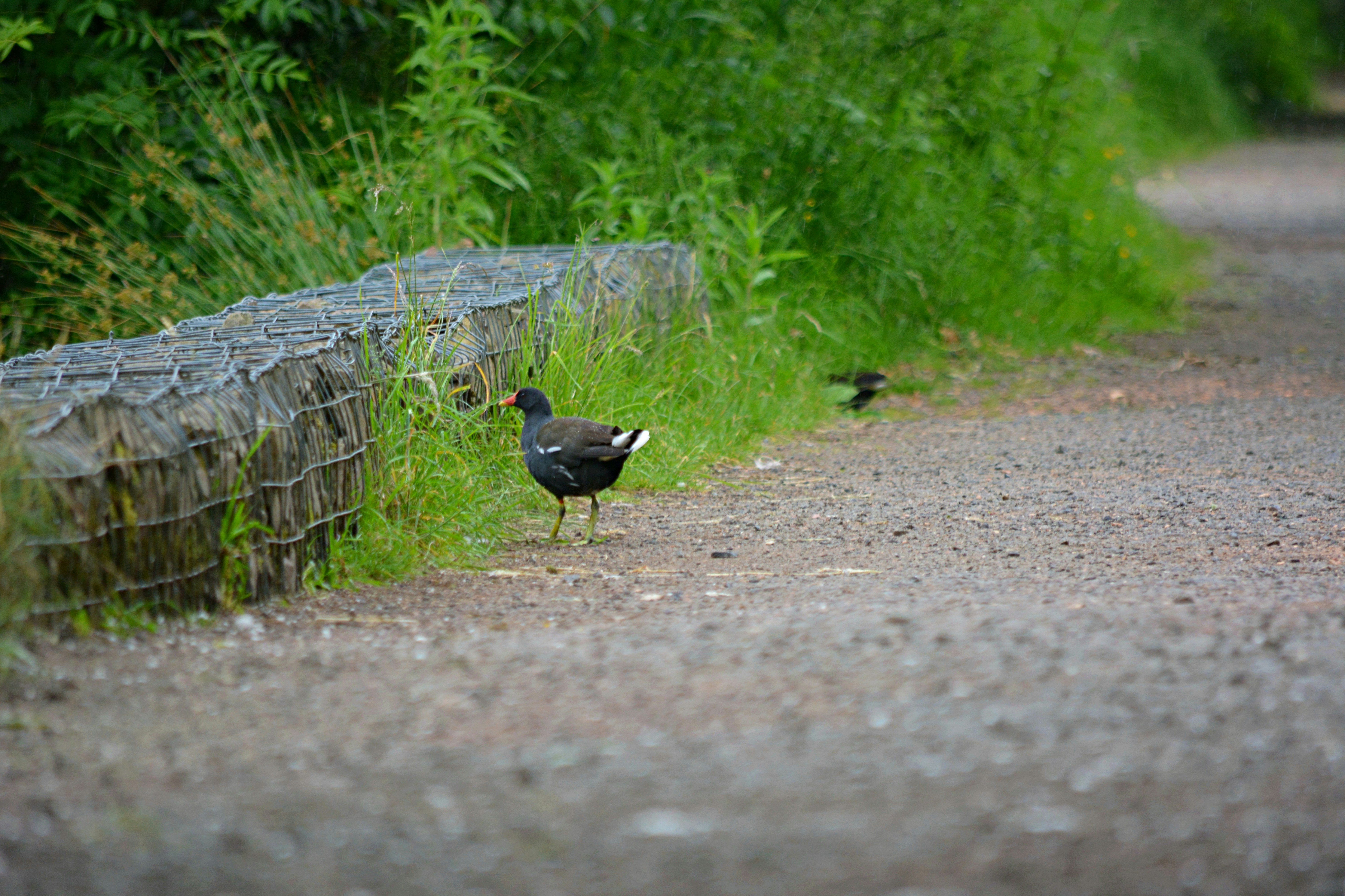 Moorhen Pause on the Gravel Path by the Gabion Wall