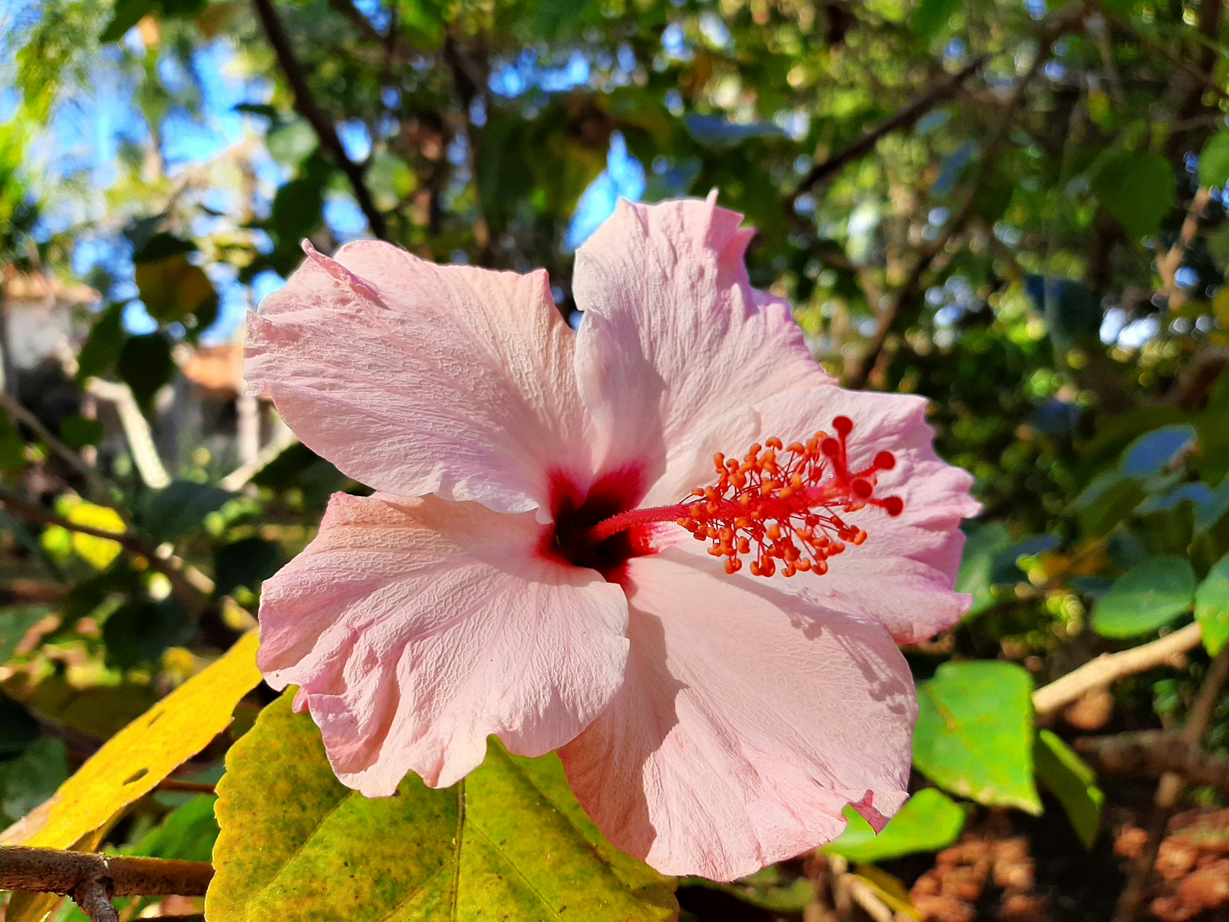 Sunlit Pink Hibiscus: A Quiet Burst of Garden Color