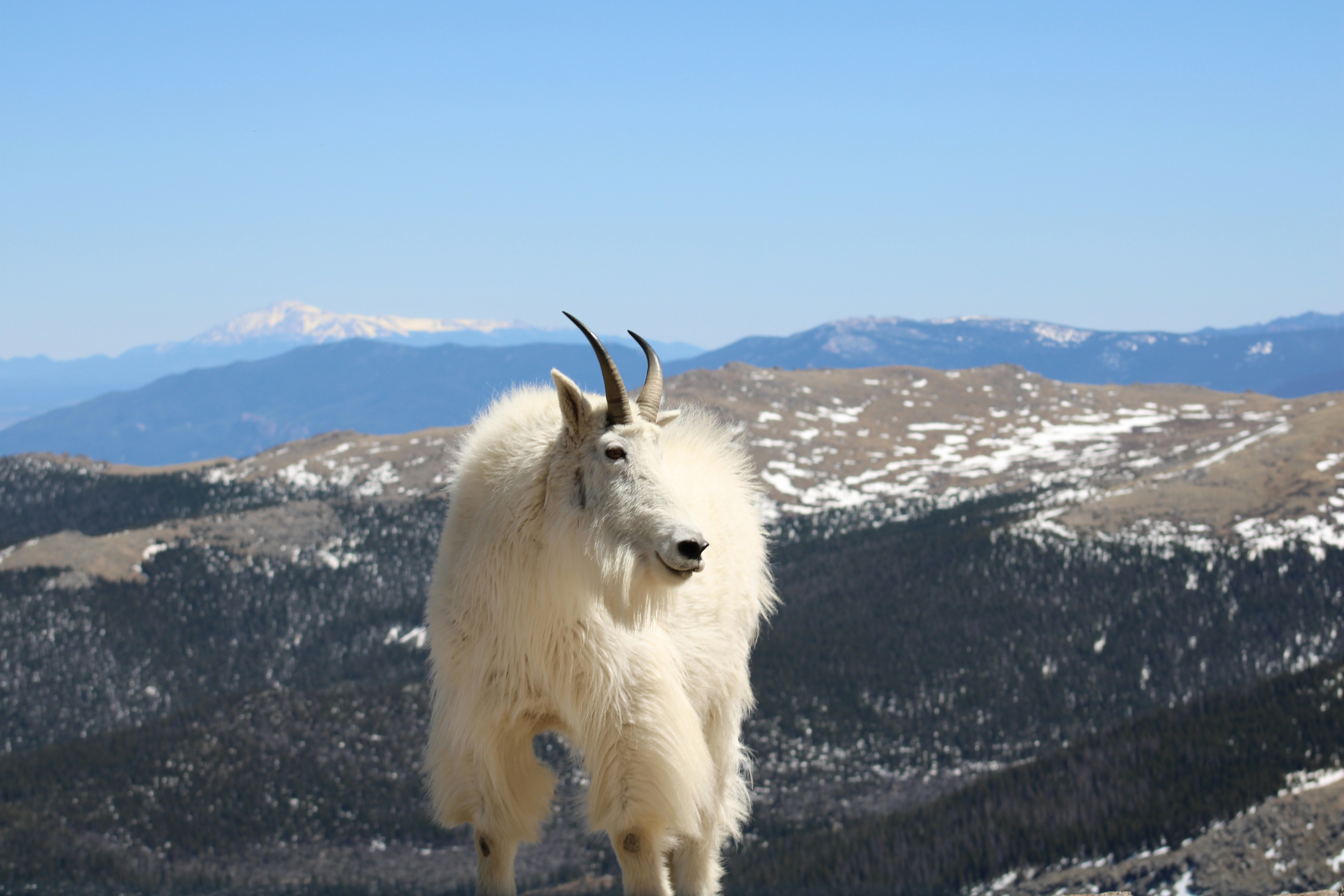 Majestic Mountain Goat Against a Vast Wilderness