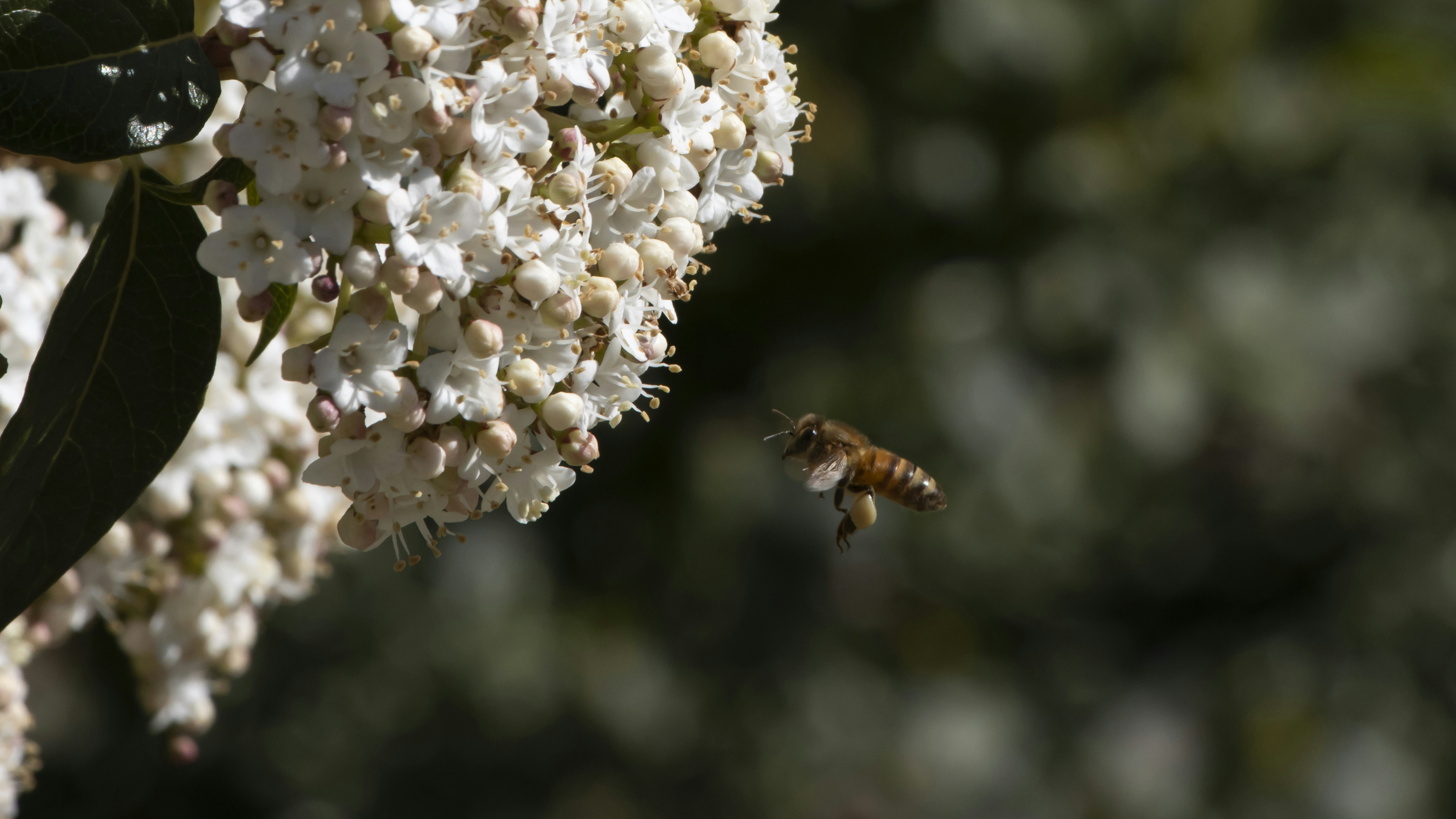Darting Bee Between Snowy Lilacs: A Fleeting Pollination Moment