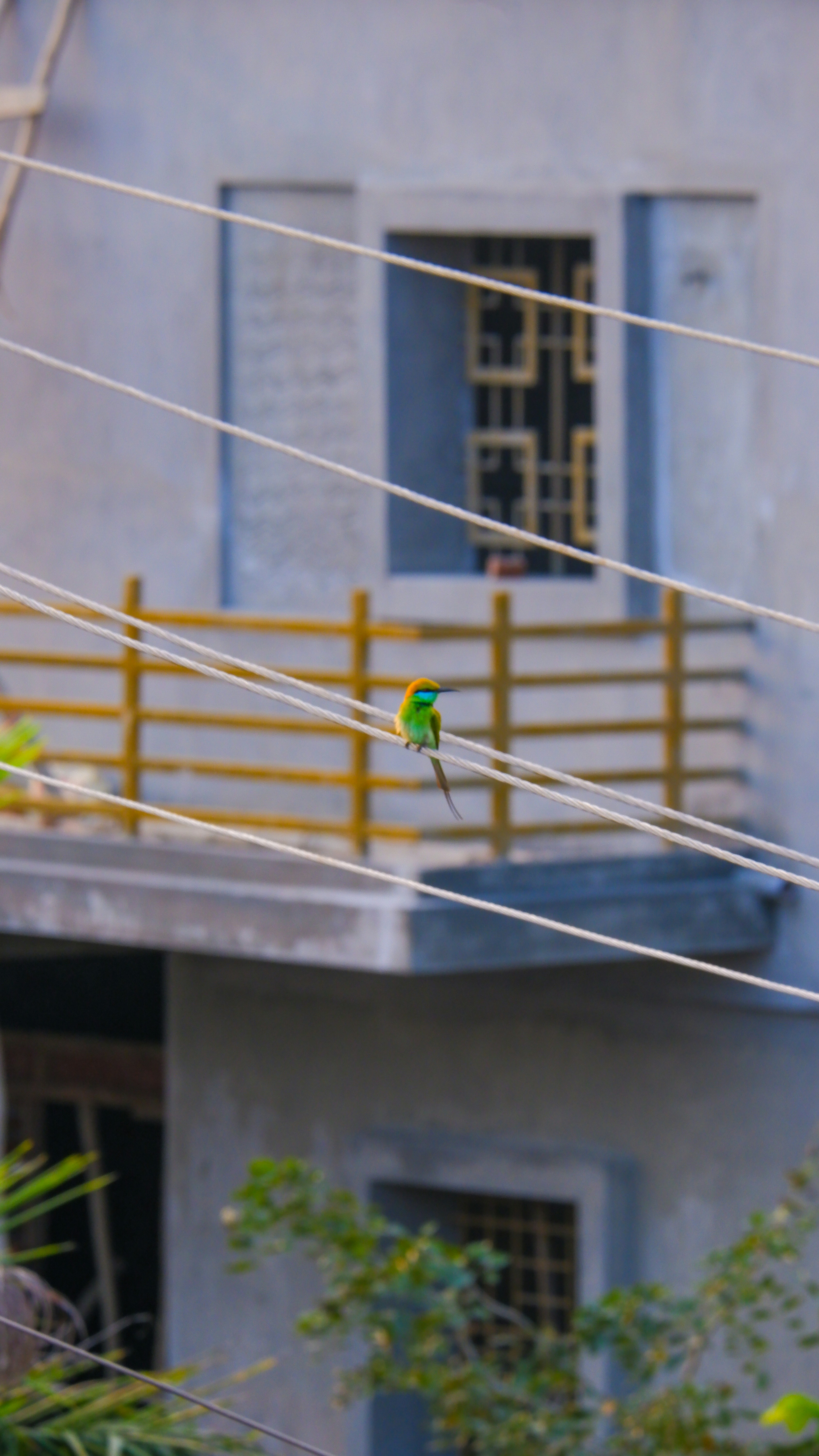 Between Wires: A Green Kingfisher Amid Rustic Facades