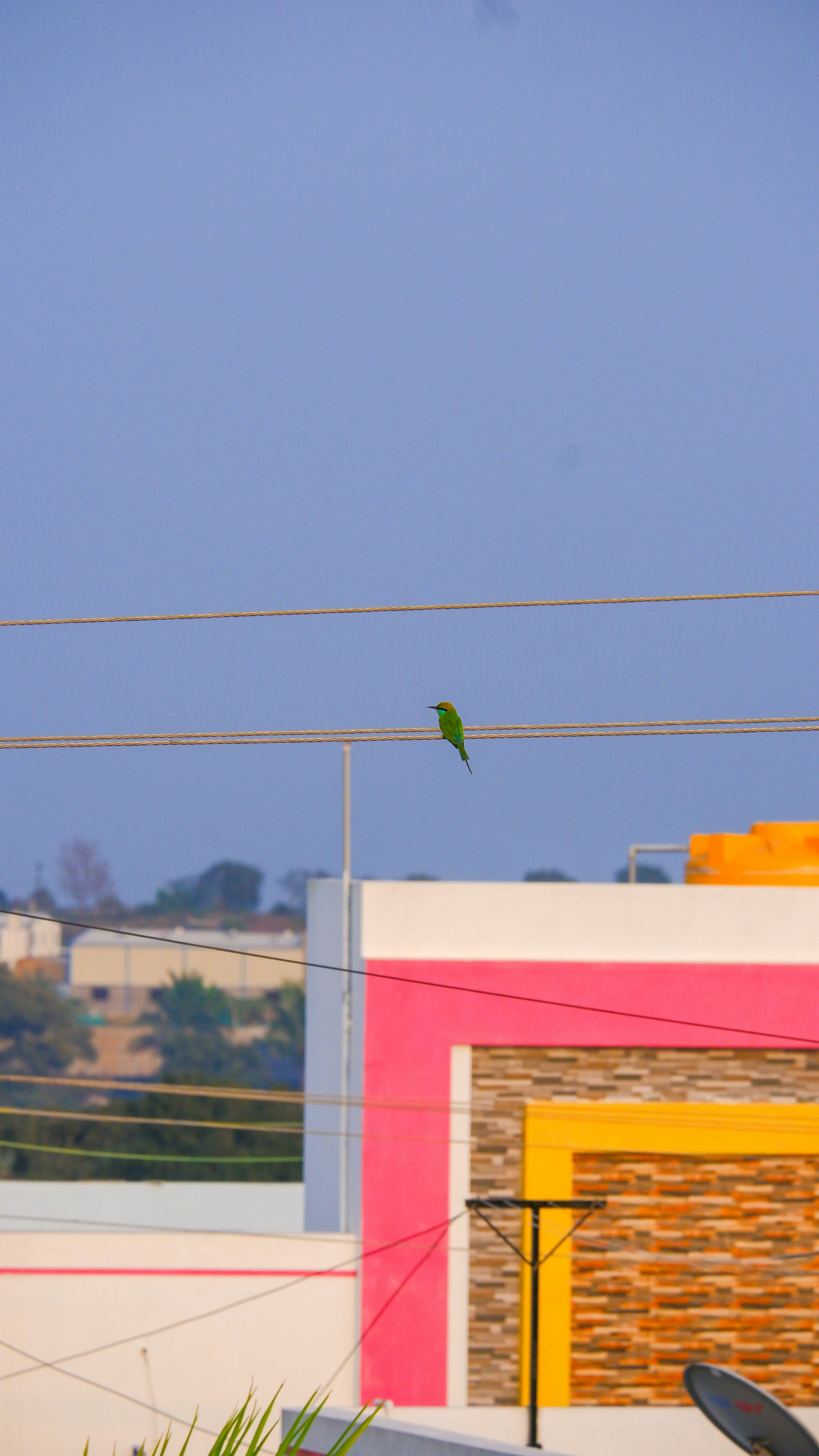 Emerald Perch on a Wire Over a Neon Urban Facade