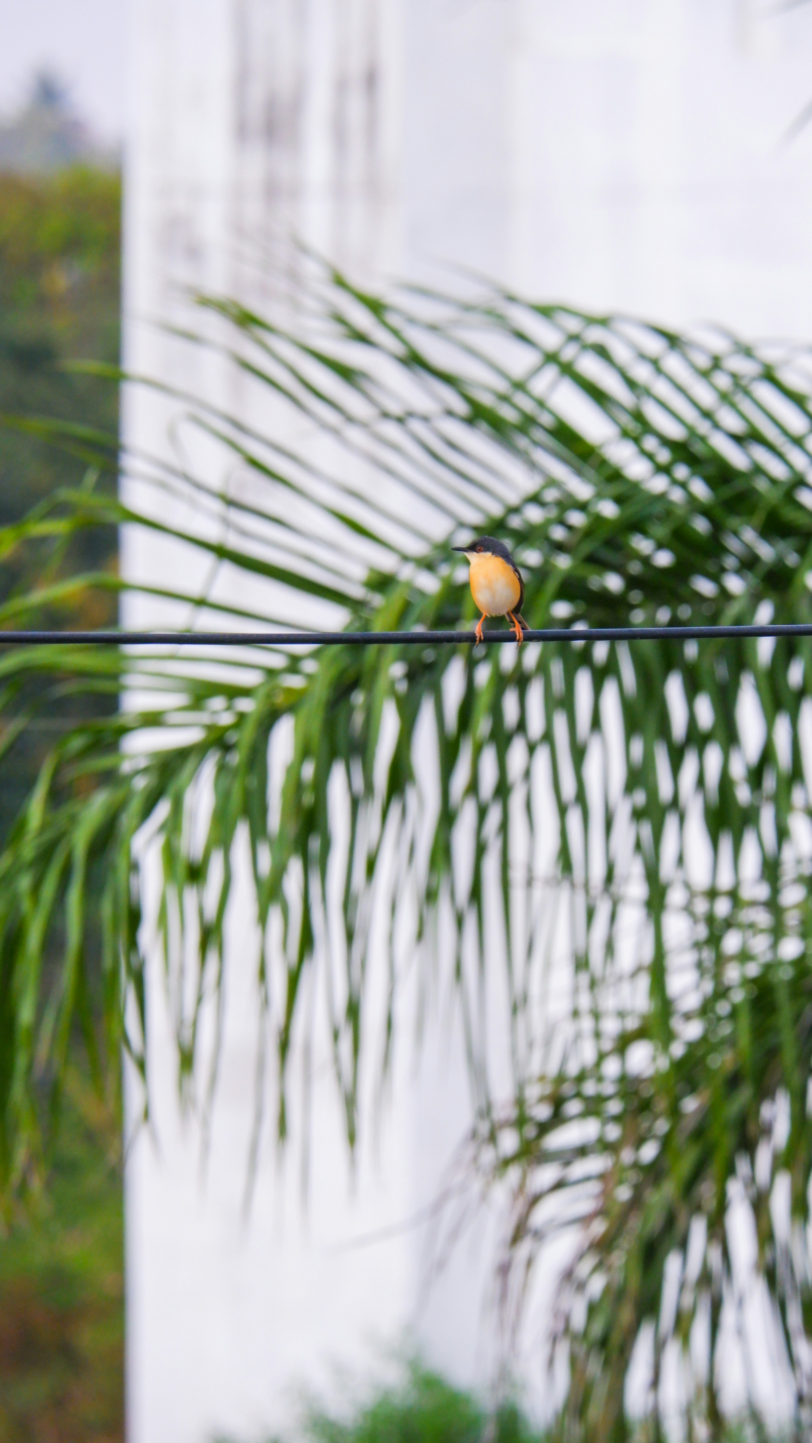 Ember on a Wire: A Tiny Bird Against Blurred Palm Fronds