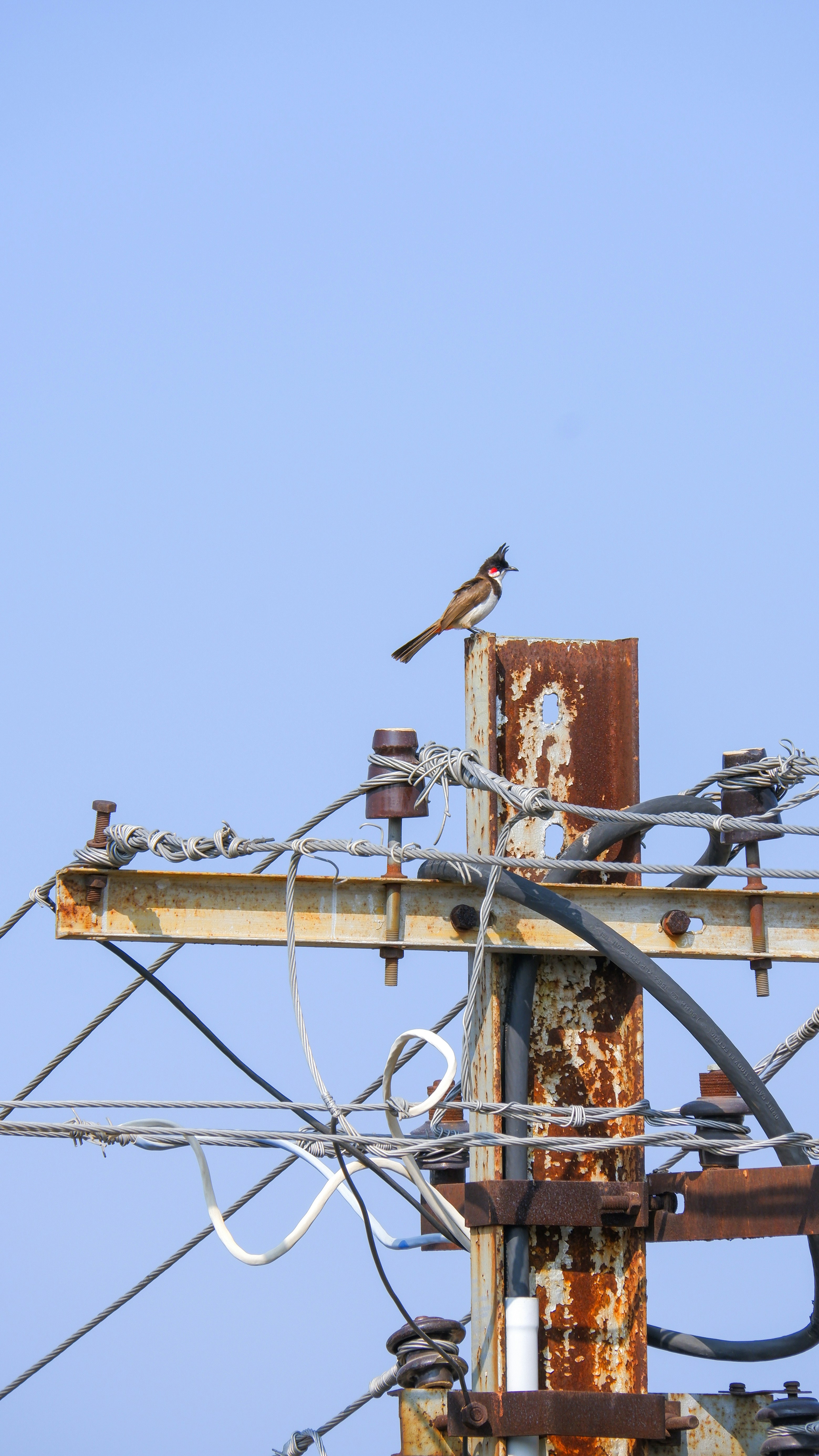 Rusty mast and a perching cardinal on a weathered power pole