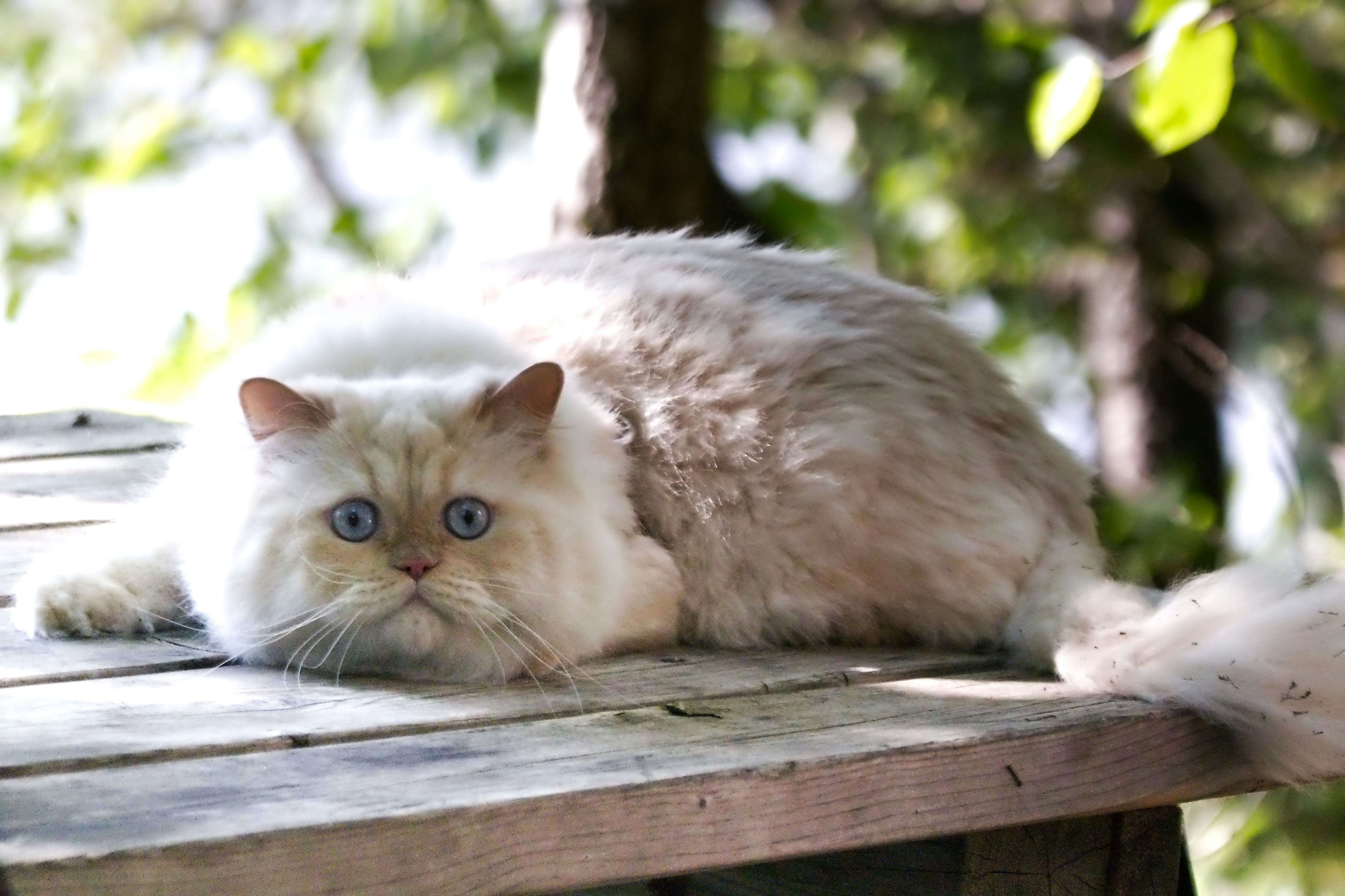 Majestic Feline on Sunlit Deck
