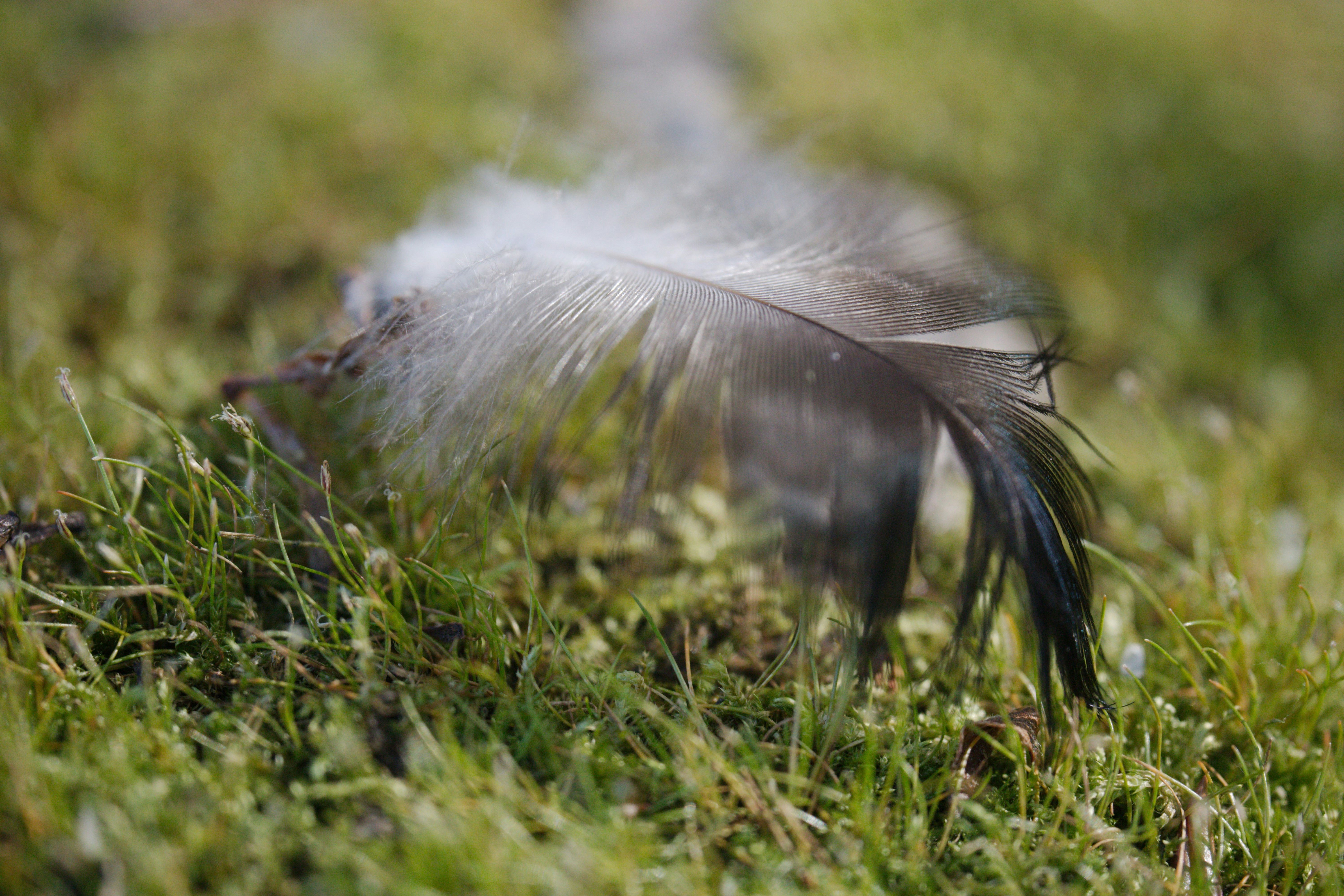 A bird's feather laying on the ground in the grass photo – Free ...