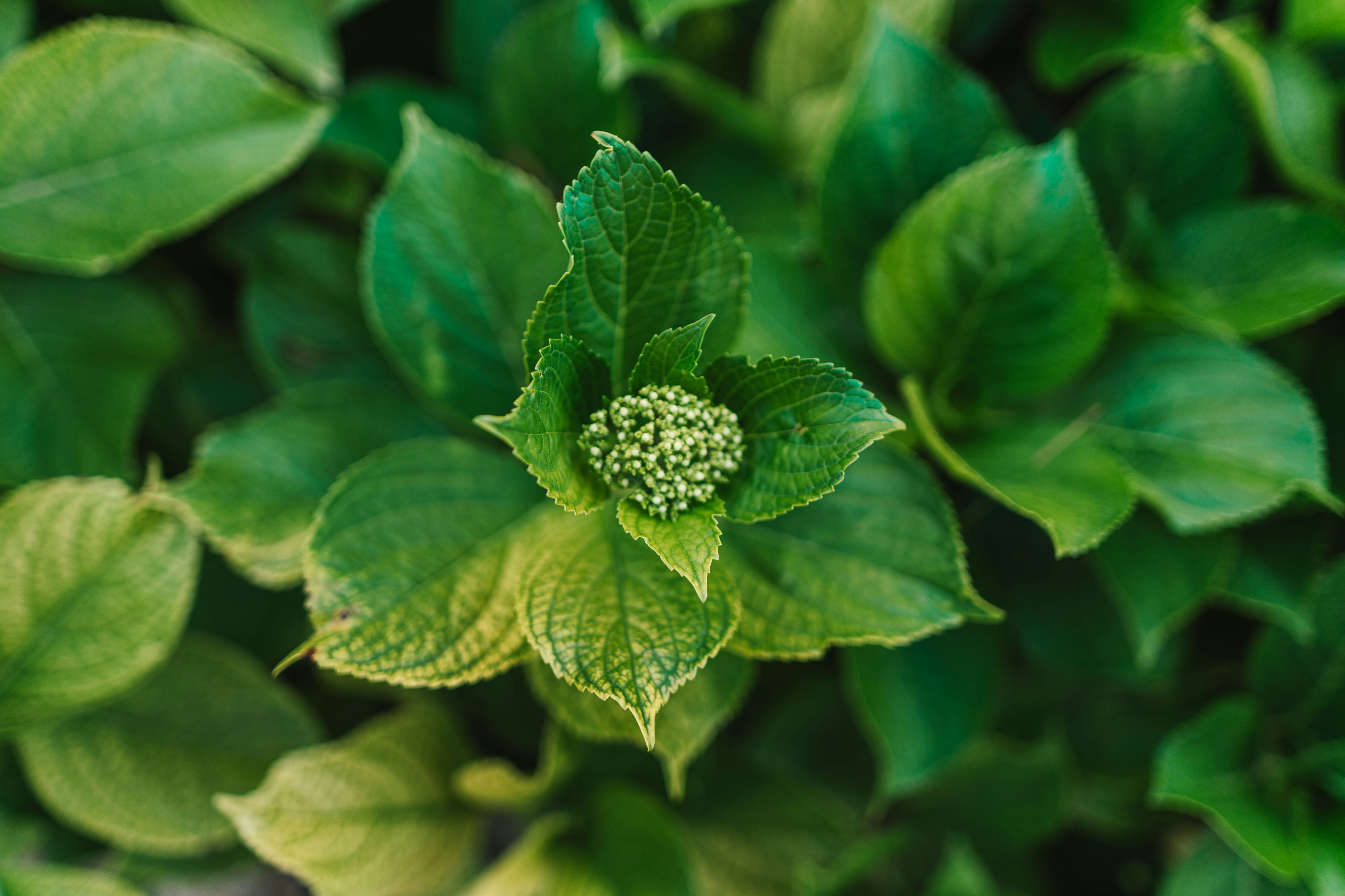 Close up of a green flower