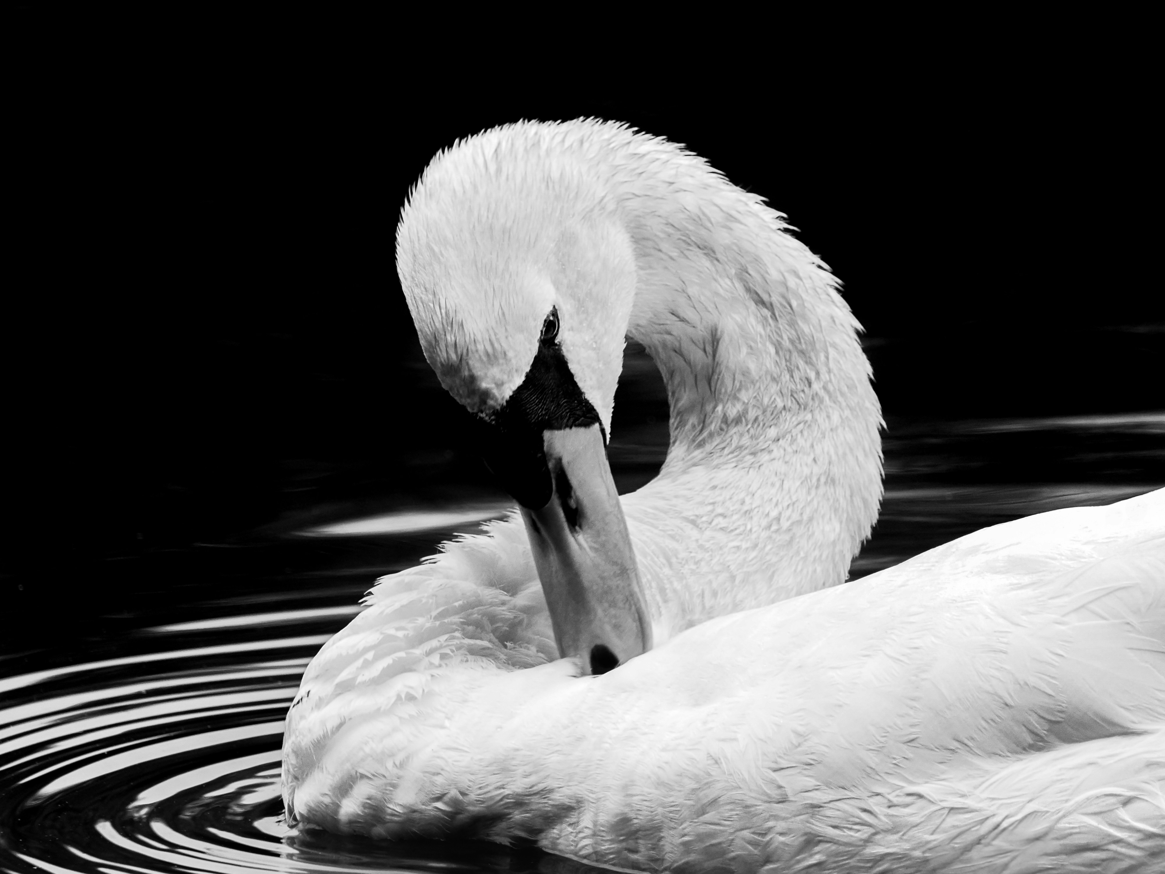 White swan gracefully preening on dark, reflective water.