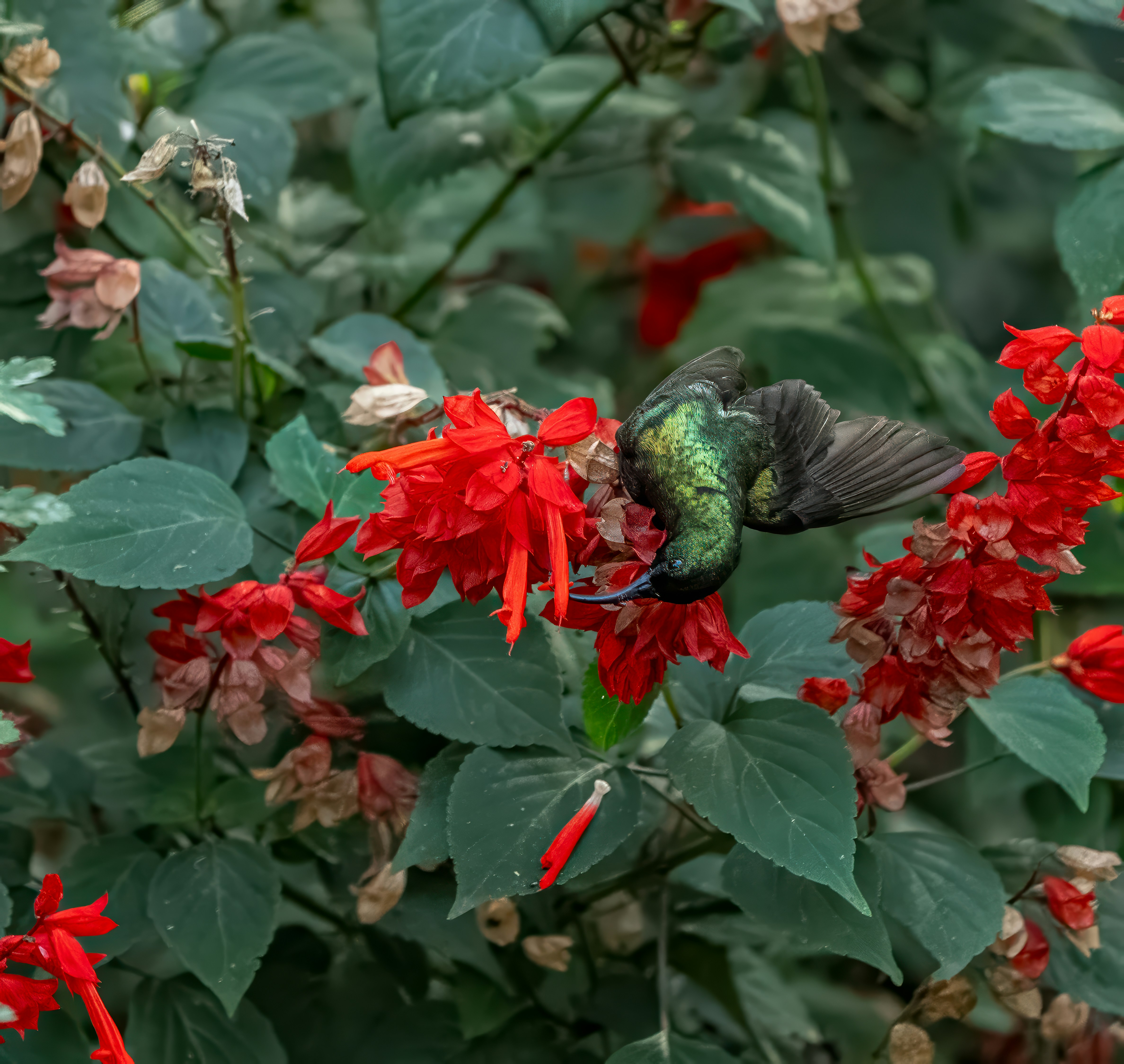 Emerald Hummer Sips Nectar Among Scarlet Salvia