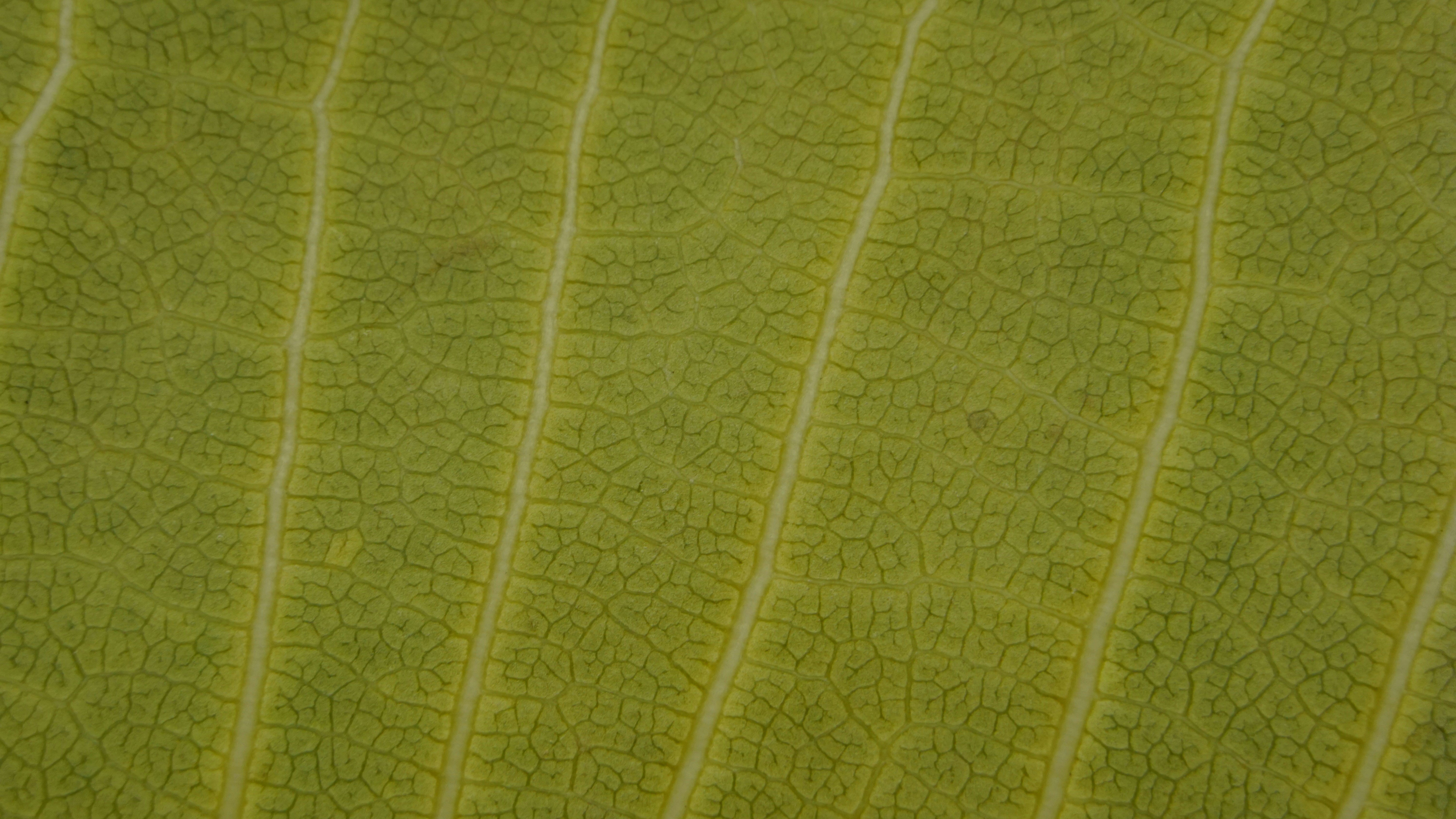 a close up view of a green leaf
