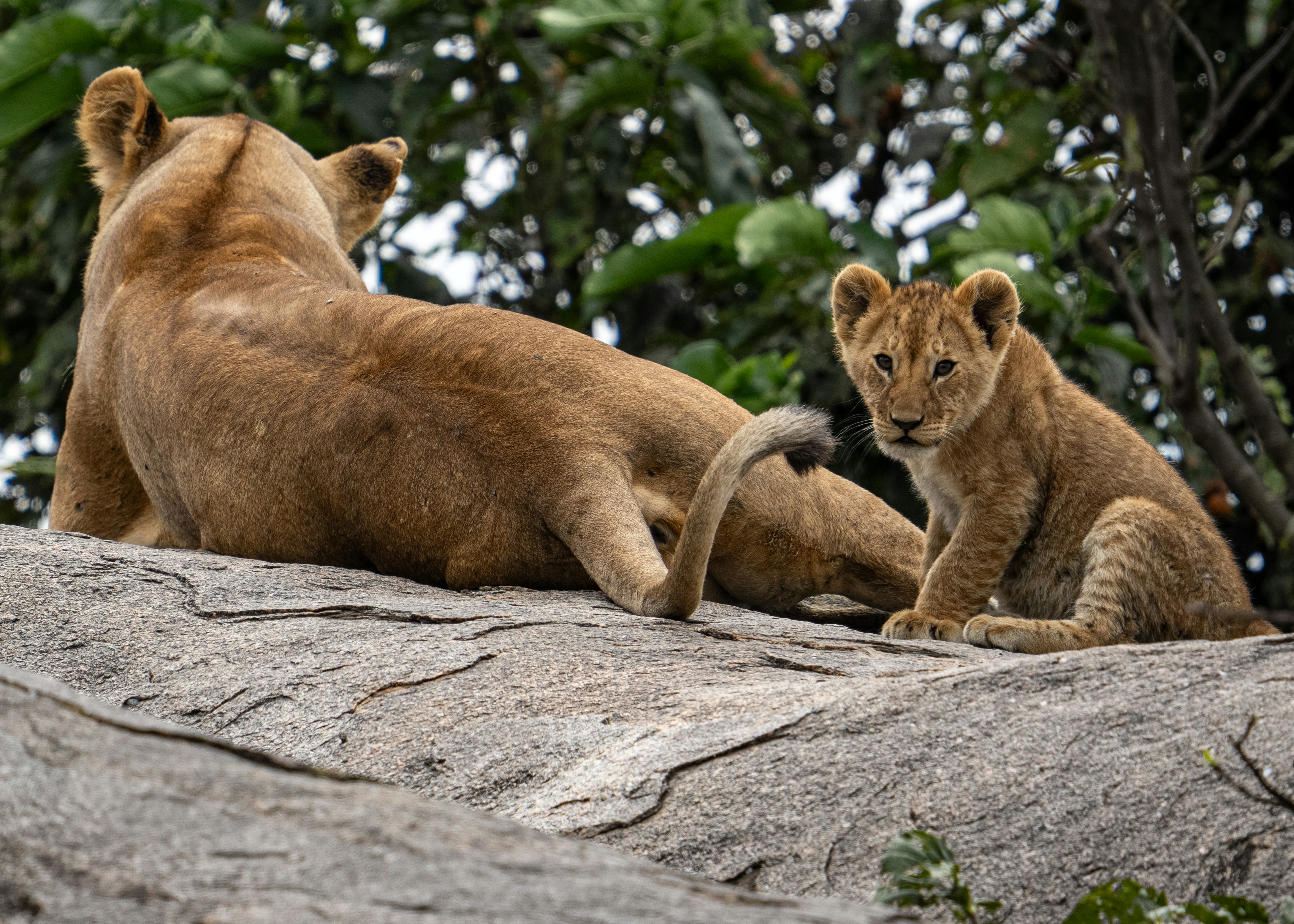 Photo by mana5280 with Sony Alpha 1