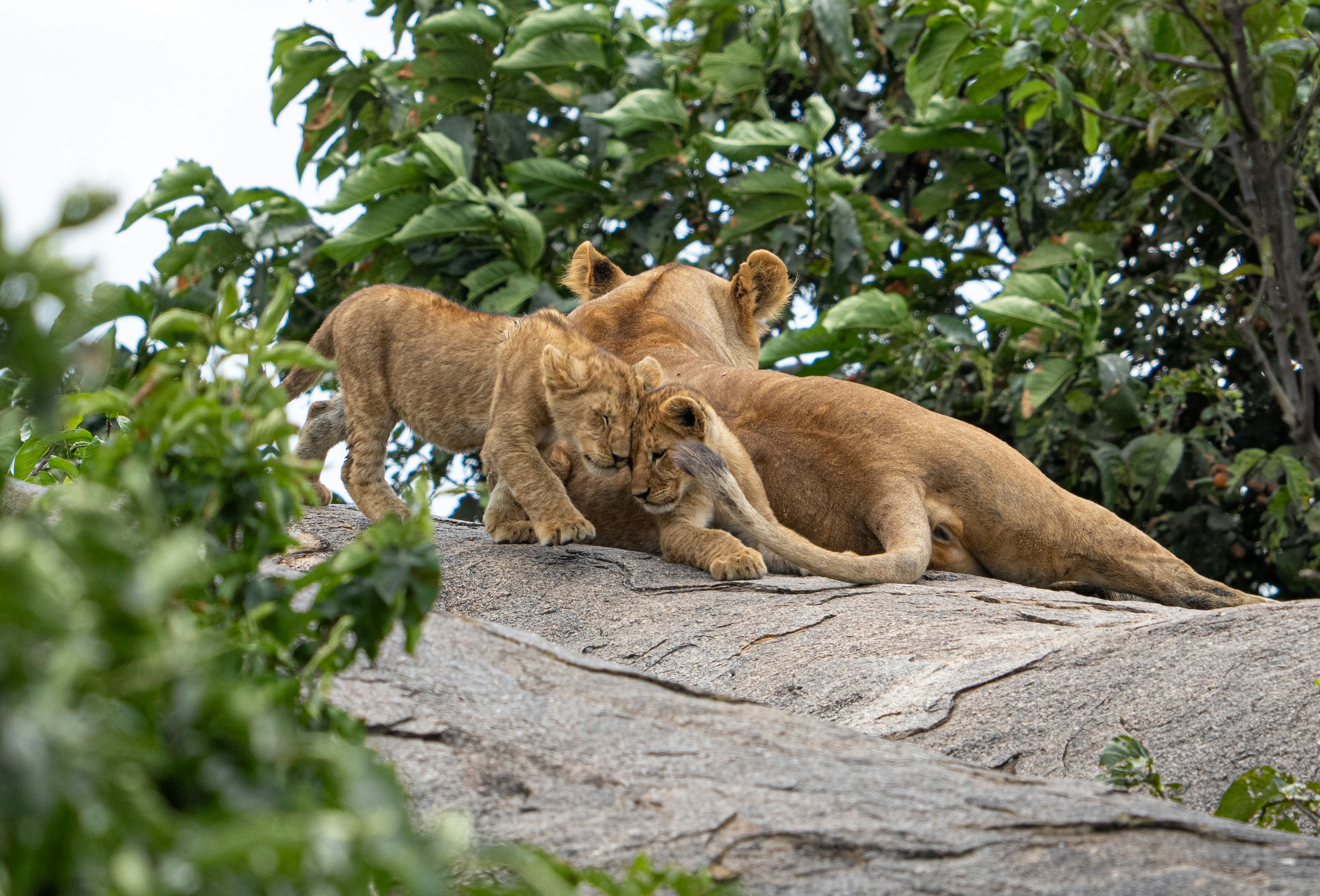 A couple of lions laying on top of a rock photo – Free Animal Image on ...