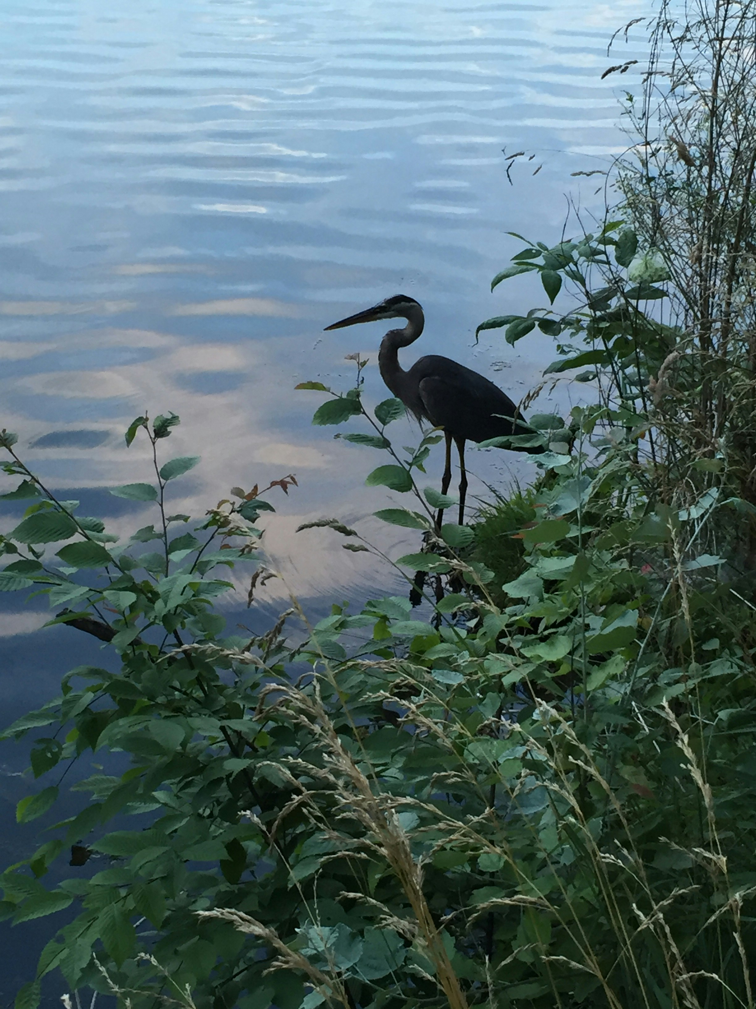 Riverside Heron: Stillness at the Blue Edge