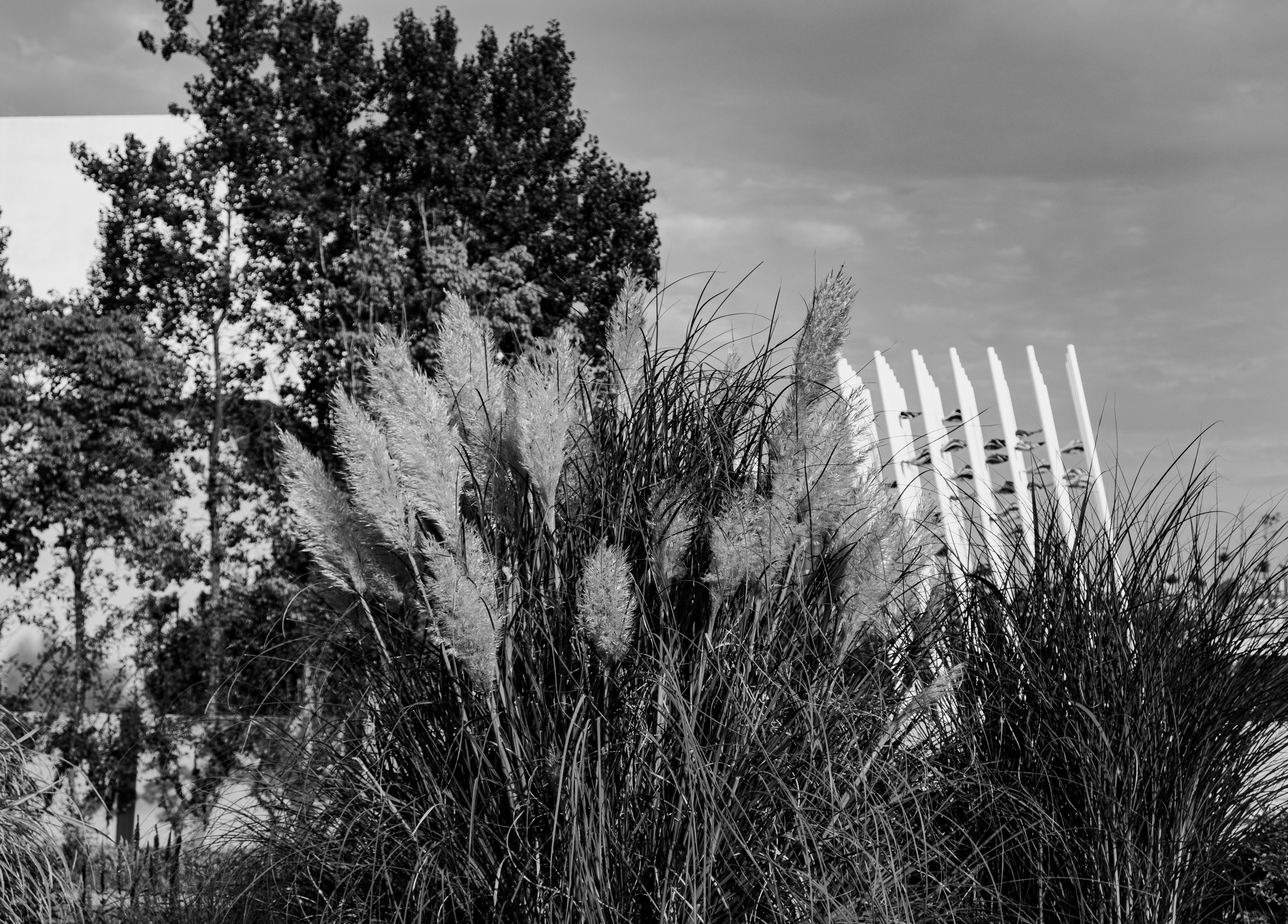 Monochrome Pampas Pulse: Grasses Framing a Weathered Fence