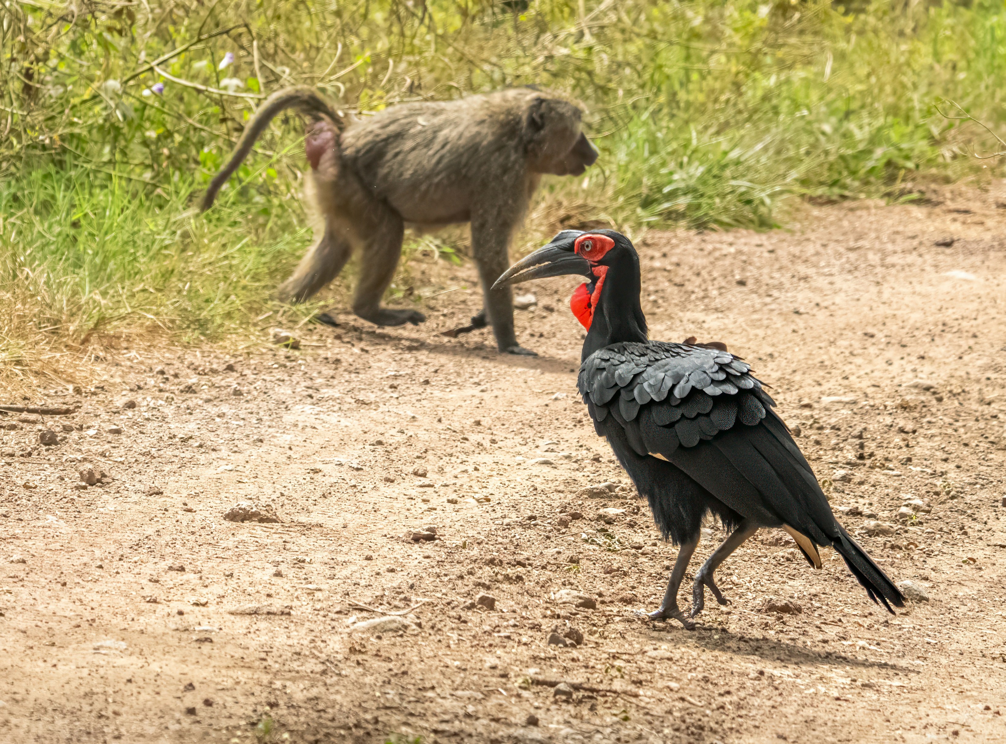 Crimson-faced Black Bird on a Dusty Trail with a Curious Monkey in the Background