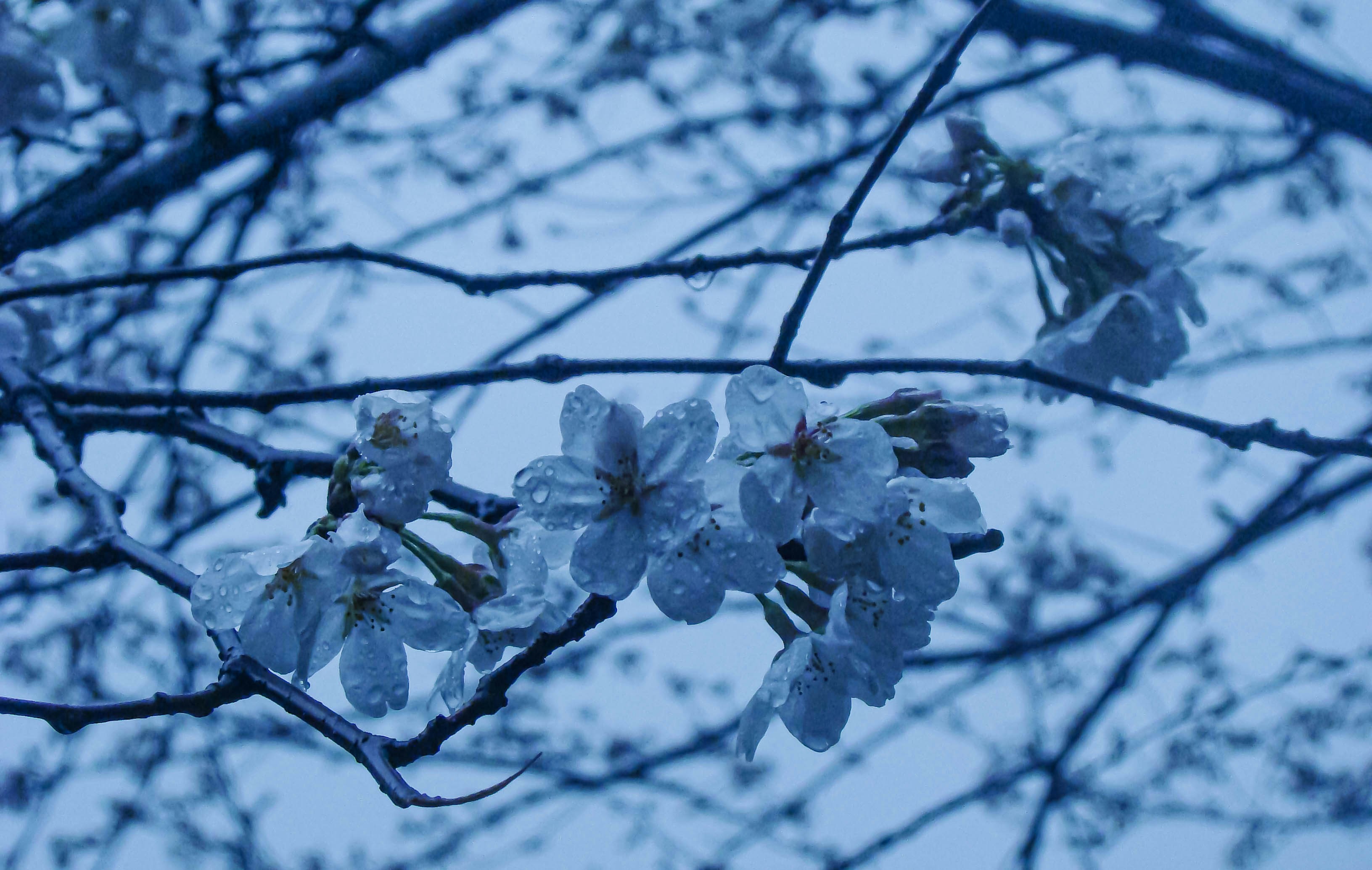 Photo by Yanping Ma with Sony Cyber-shot H9