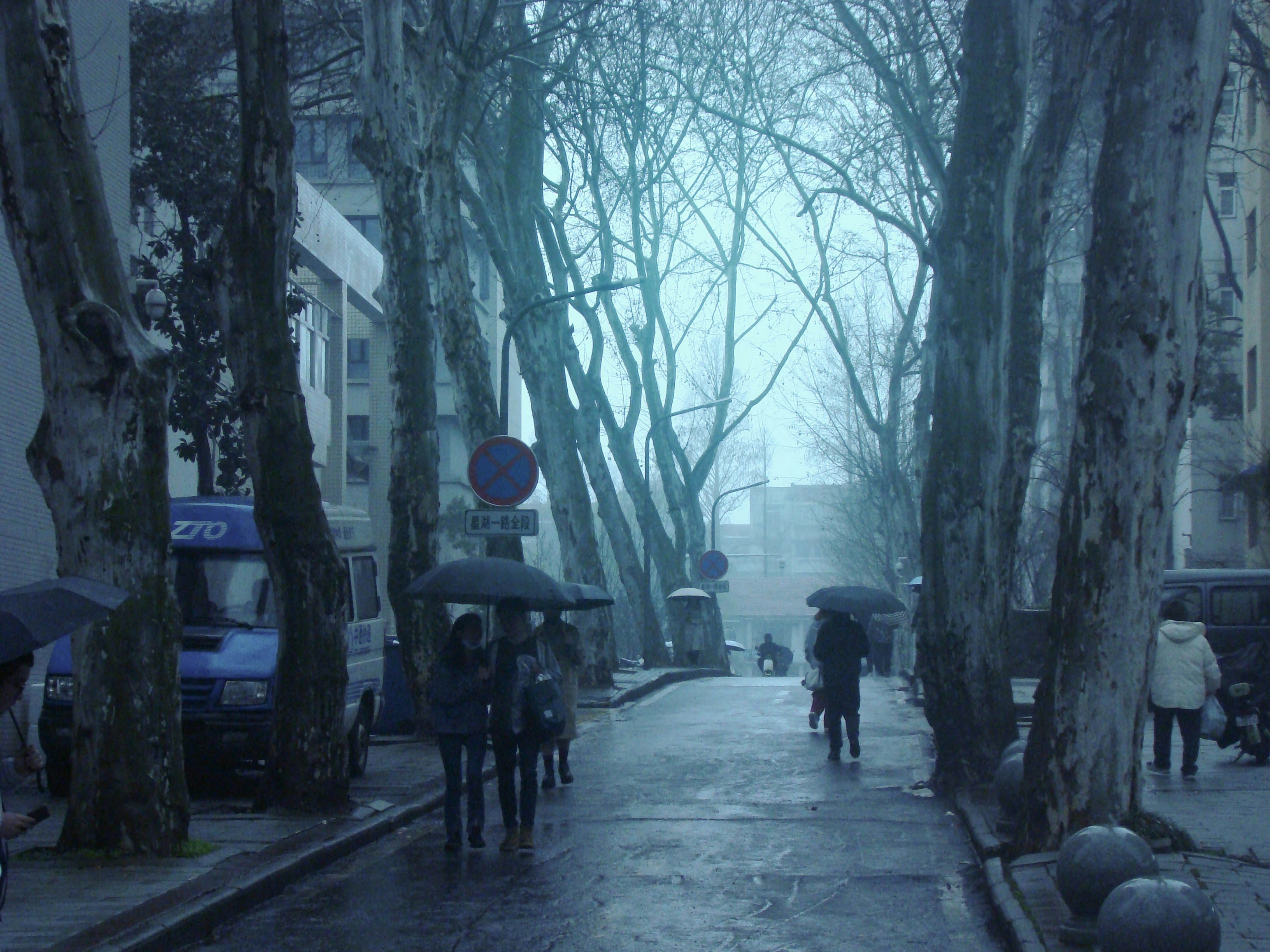 Rain-Slick Street of Umbrellas: A Quiet City Corridor Framed by Bare Trees