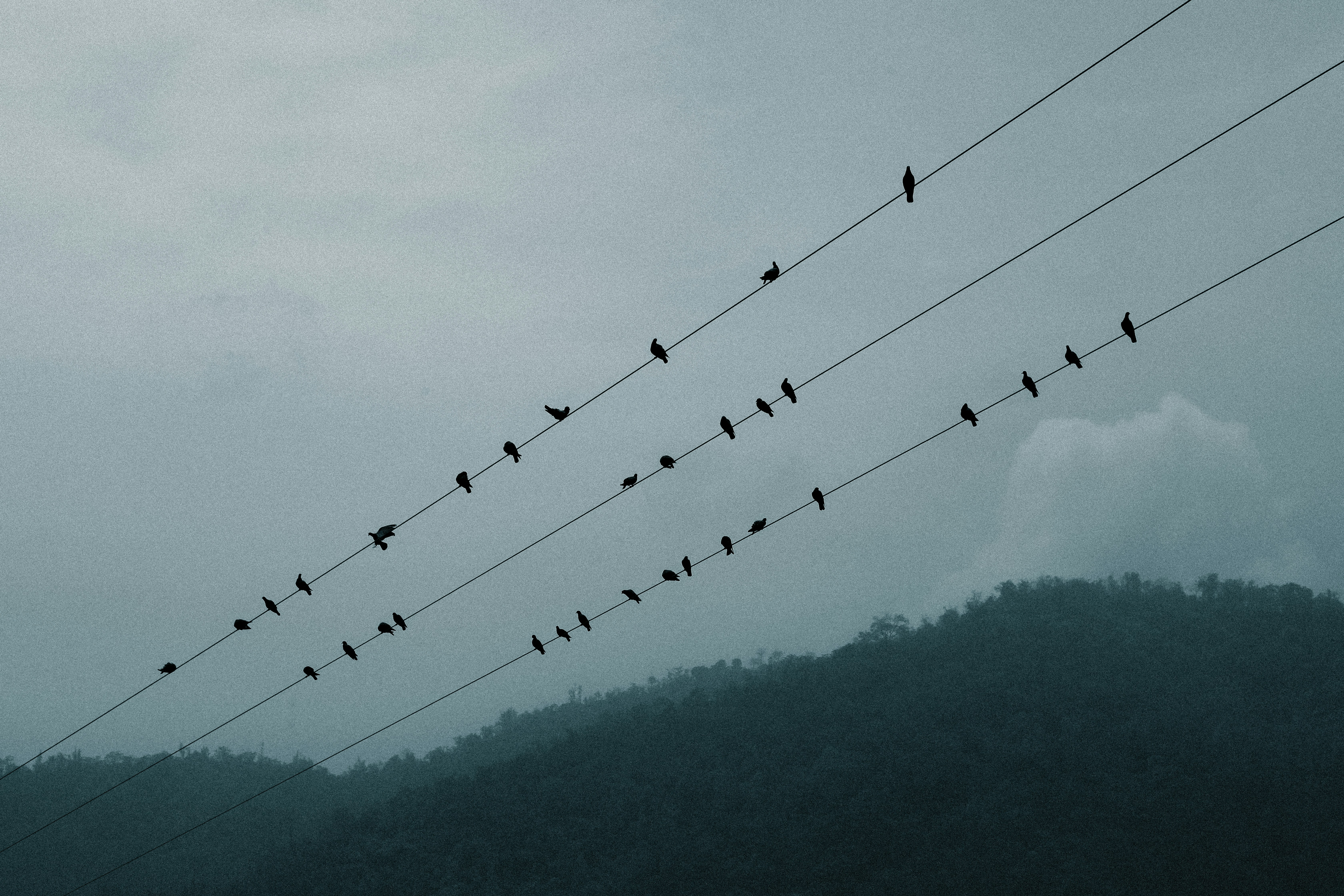Diagonal Avian Chorus Over a Misty Hillside