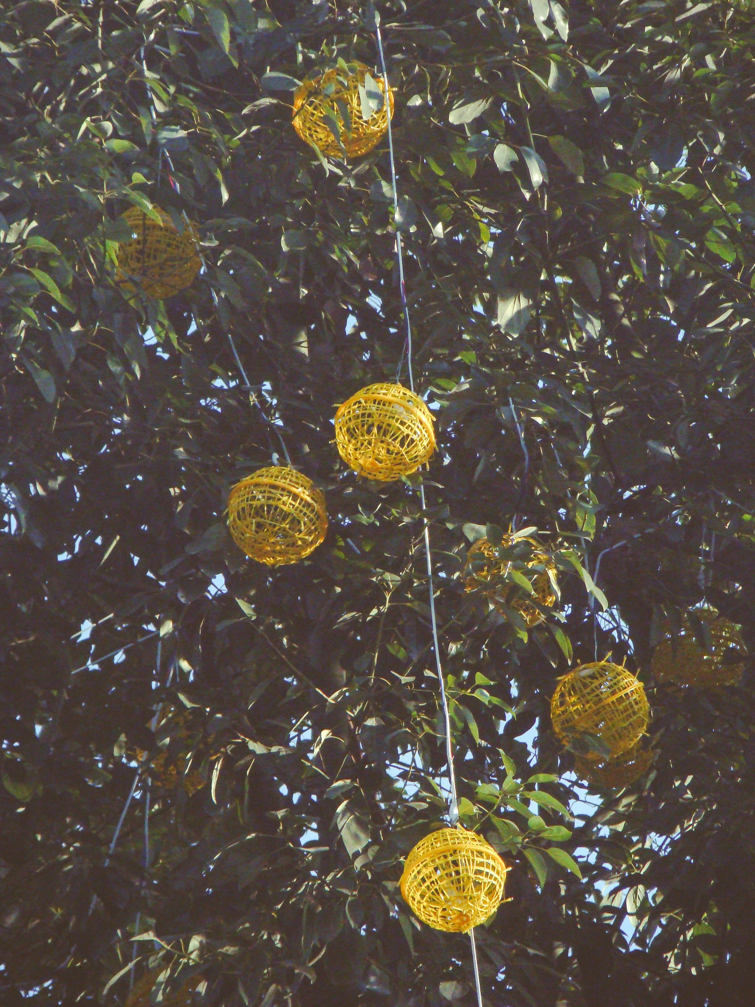 Yellow wicker lantern spheres hang on cords among dense green foliage, creating a decorative canopy.