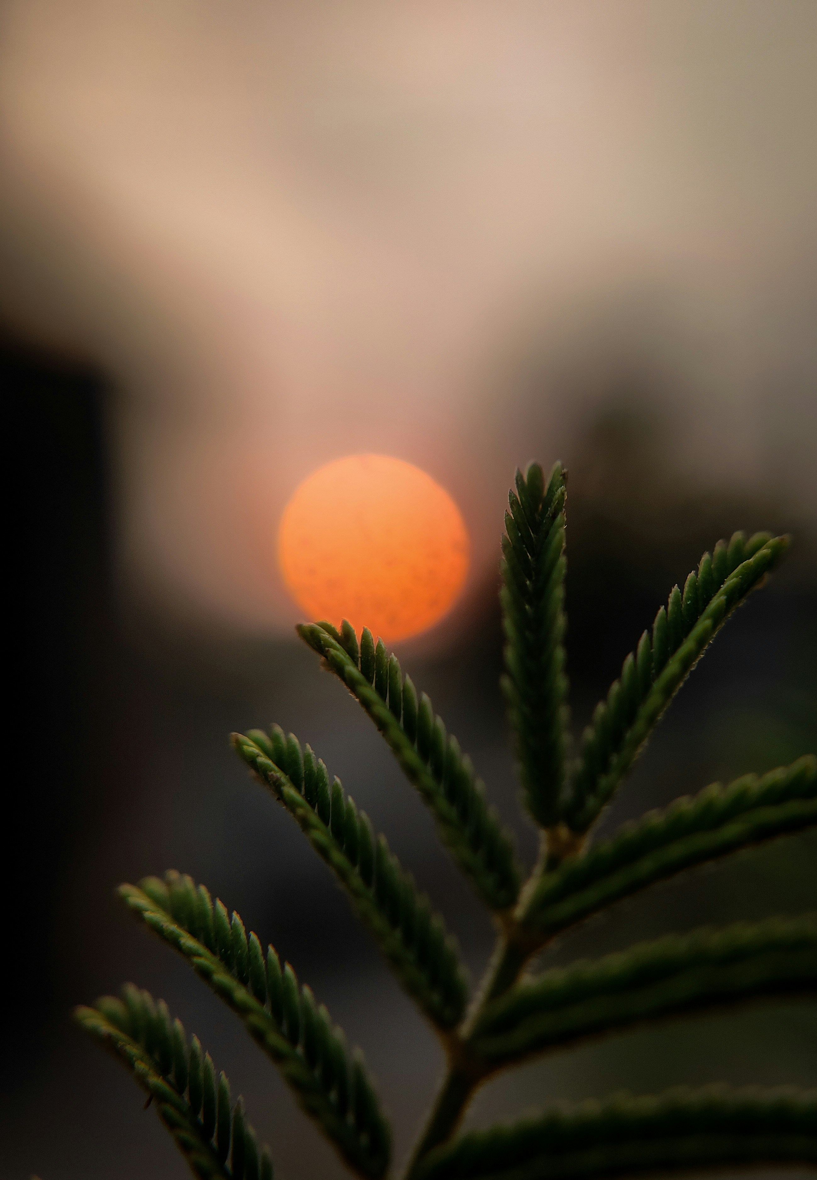 Luminous Sunset Through Pine Needles: A Sharp Macro Moment