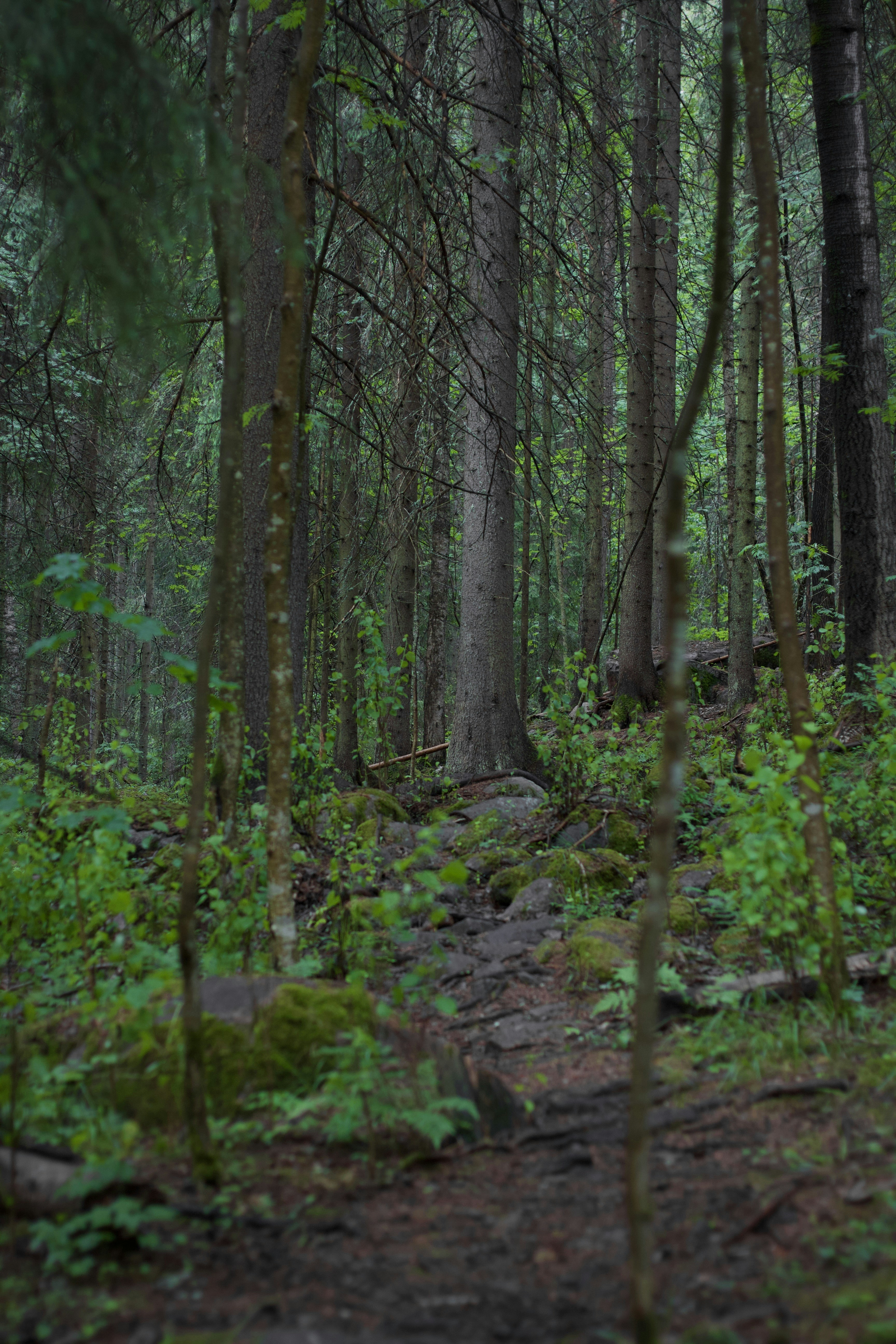 Summer forest in Finland