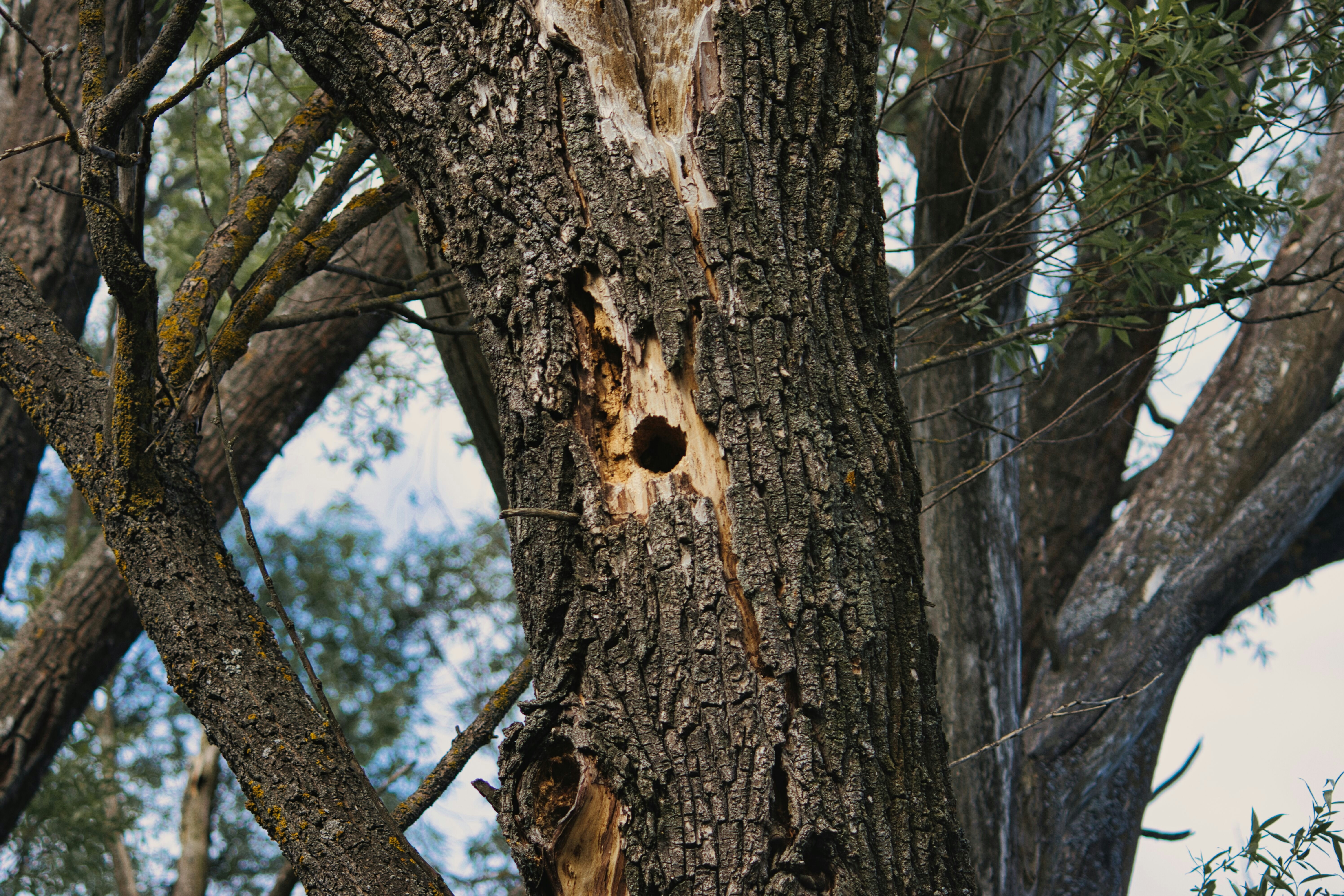 Borehole Portrait: Sunlit Oak Trunk Framed by Branches
