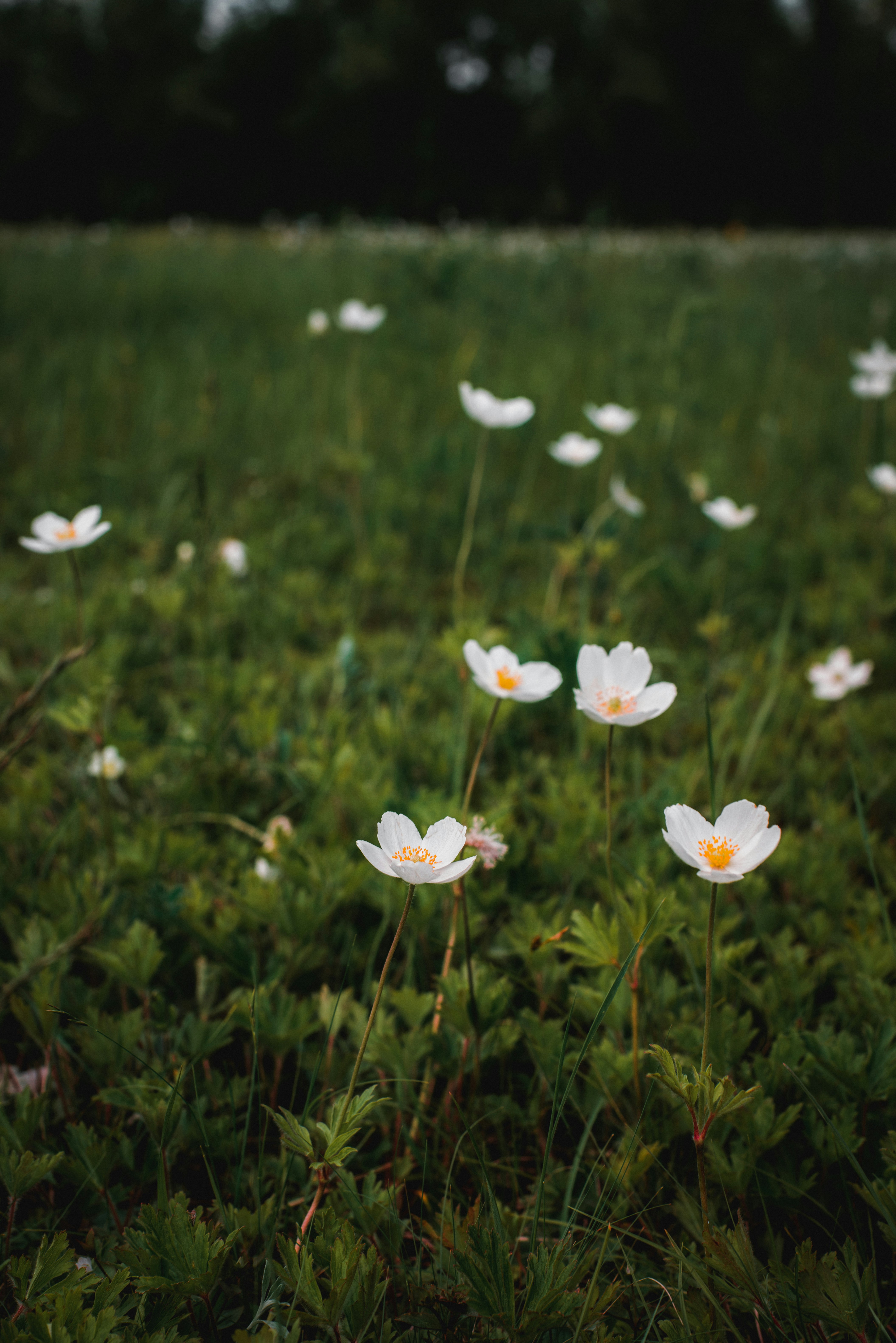Amber-centered White Blooms Crown a Quiet Meadow