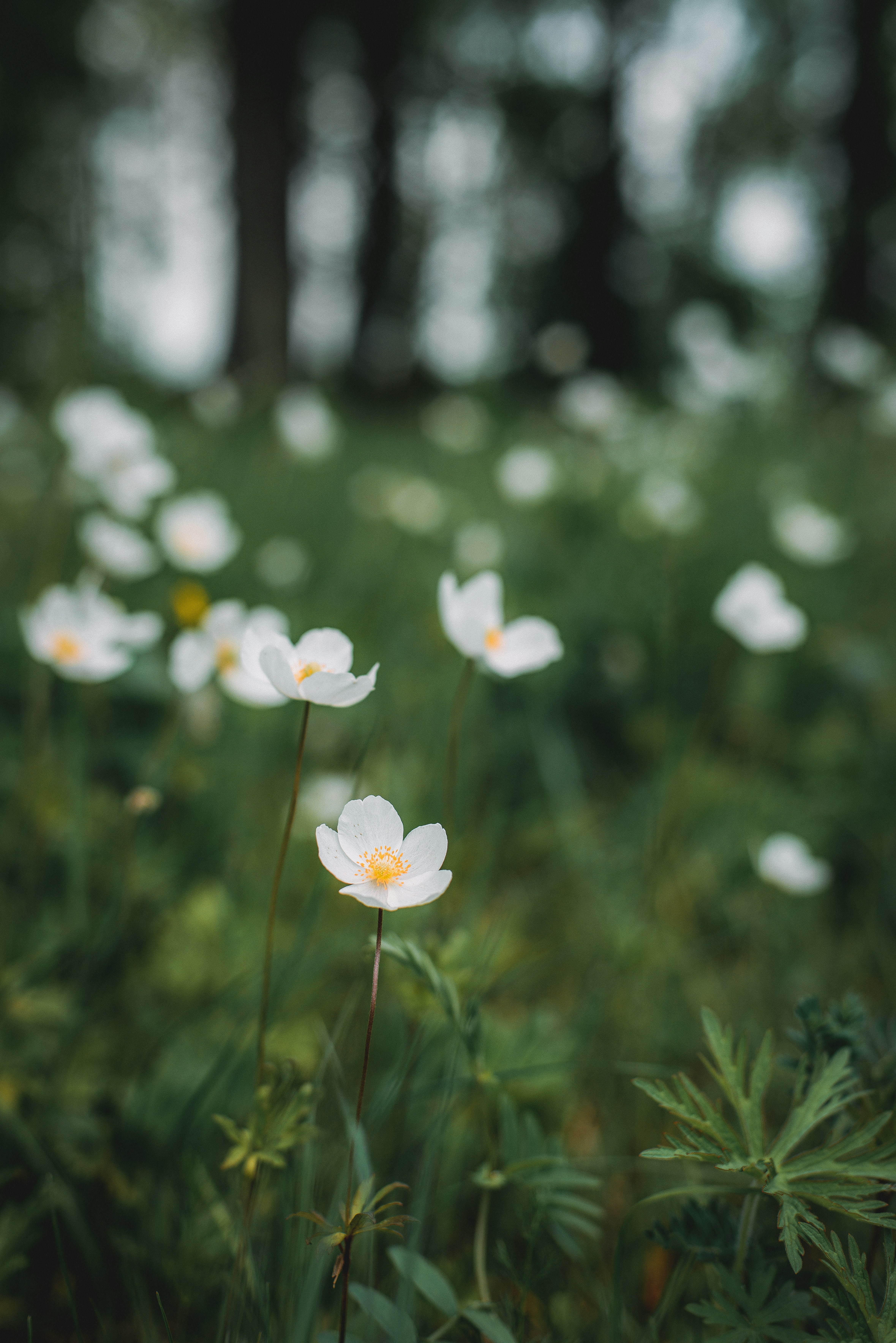 A field full of white flowers with trees in the background photo – Free ...