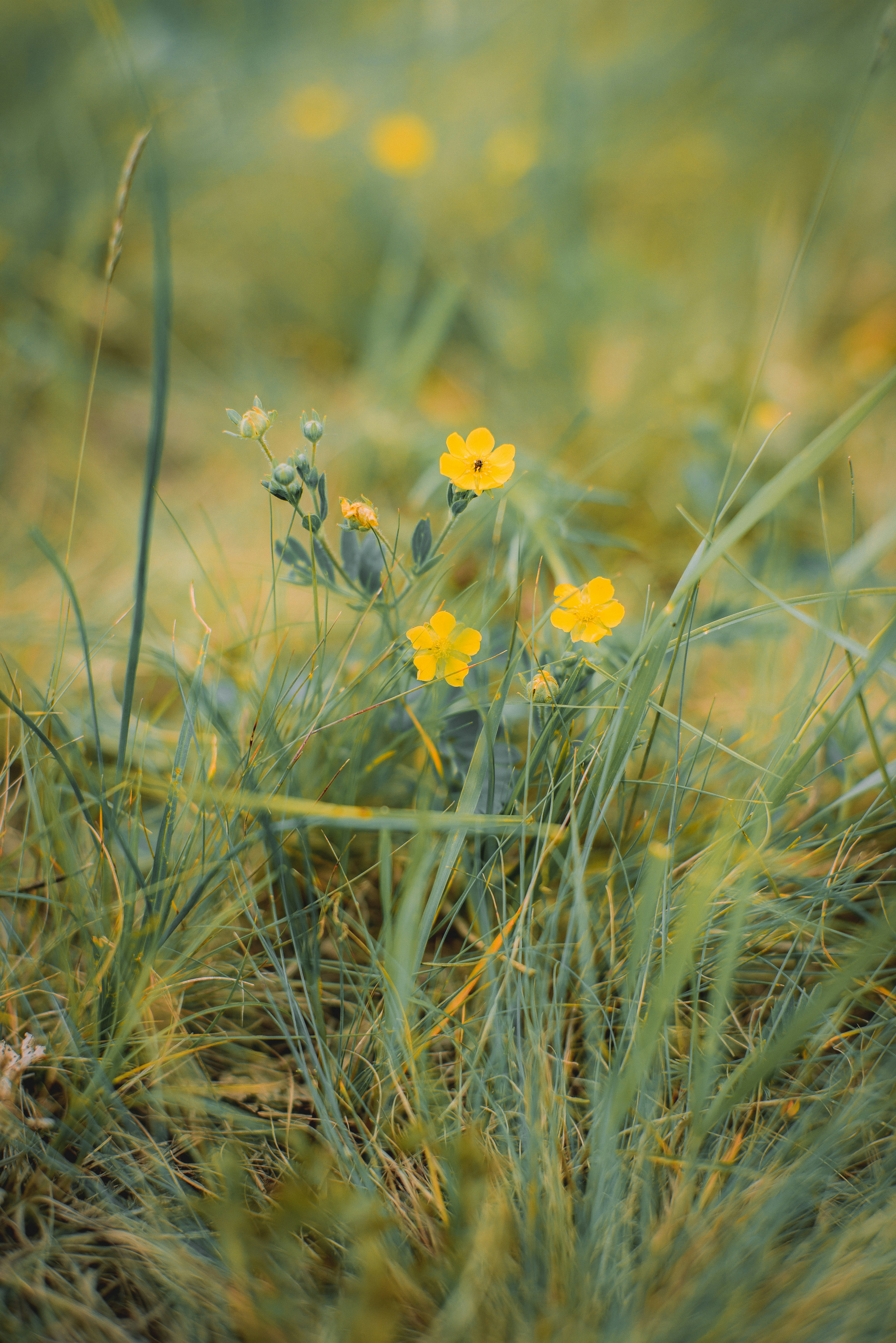 small yellow flowers growing out of the grass