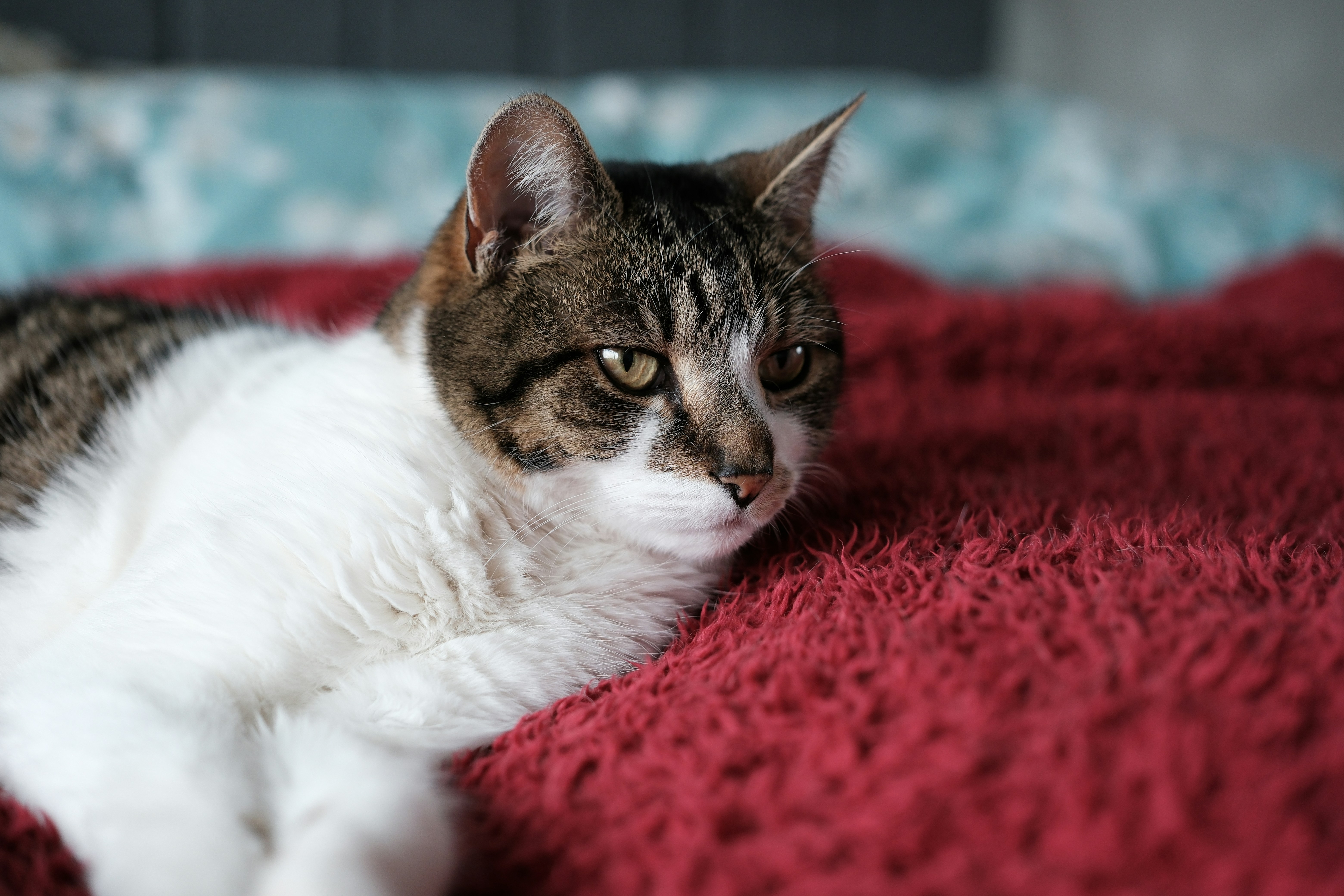 Crimson Comfort: A Languid Cat on Velvet Red Rug